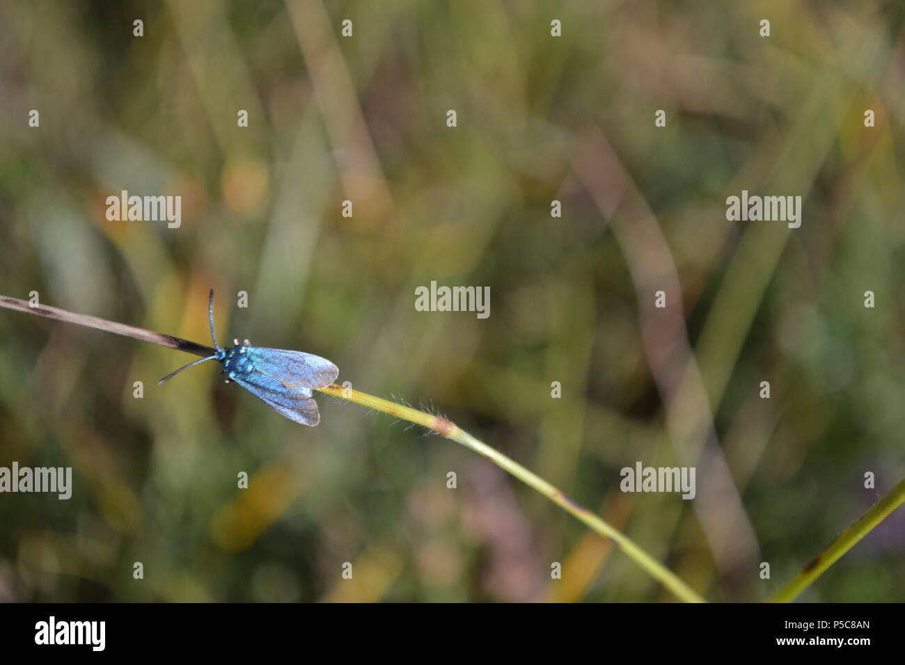 Light blue iridescent moth in the south of England Stock Photo - Alamy