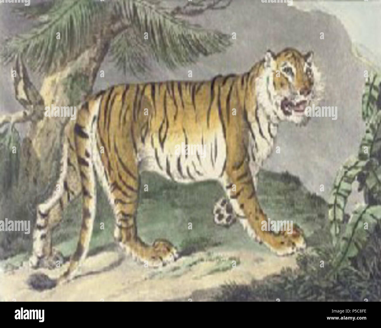 N/A. English: The Royal Tiger (illustration from book) . 1778. Charles ...