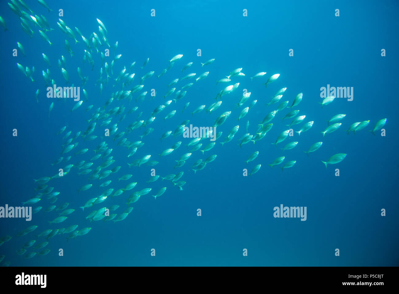 group of fish swimming Stock Photo - Alamy