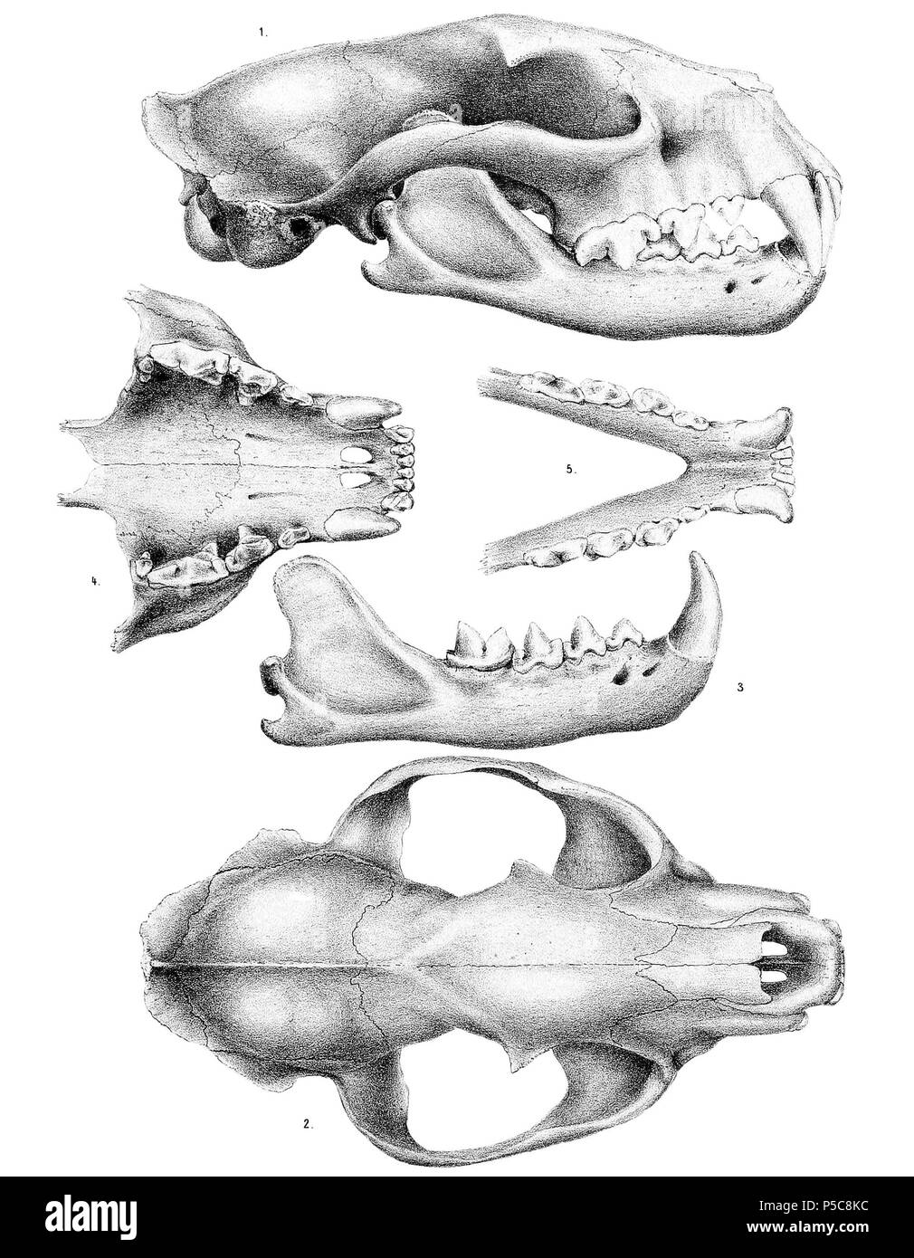 Fossa cryptoprocta ferox Black and White Stock Photos & Images - Alamy