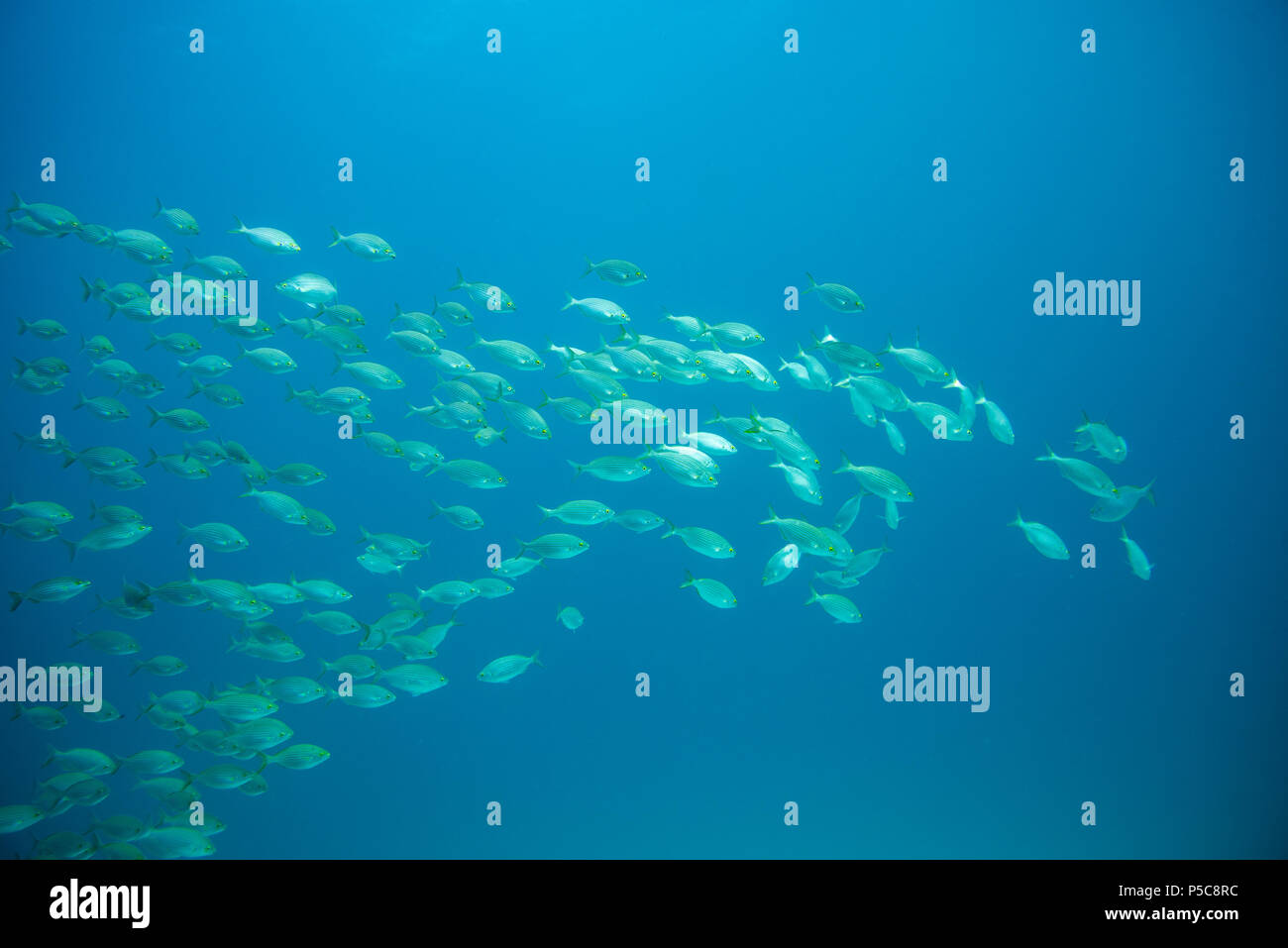 Group of wild animals hi-res stock photography and images - Alamy