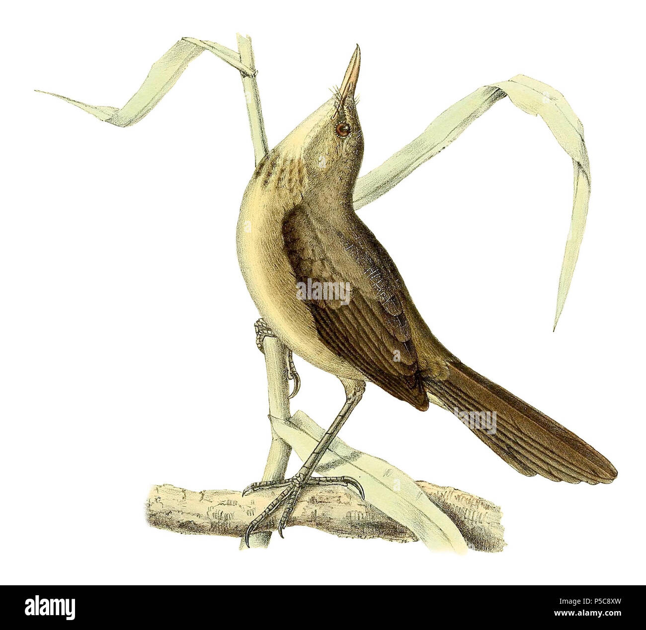 June newton Cut Out Stock Images & Pictures - Alamy