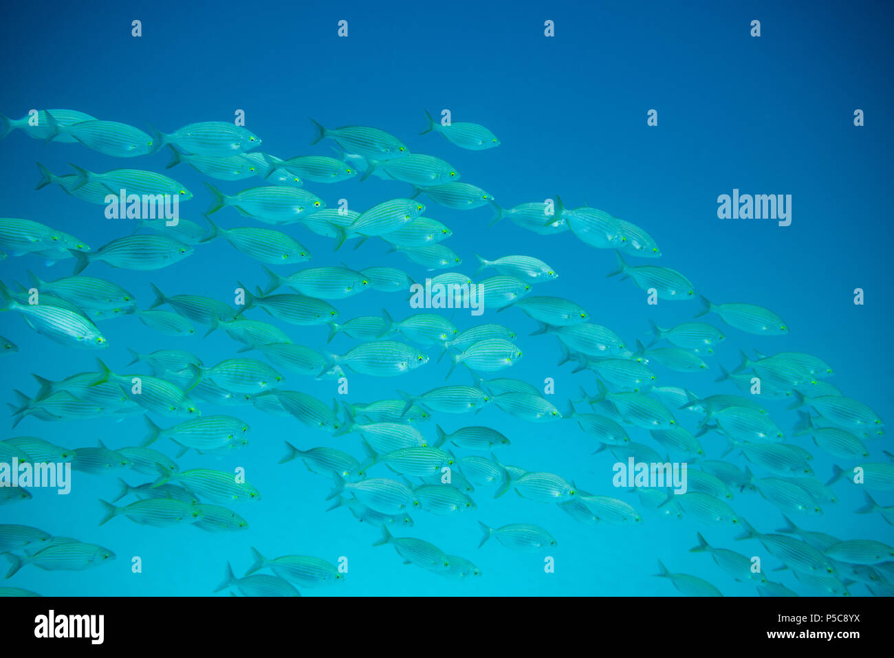 Group of wild animals hi-res stock photography and images - Alamy