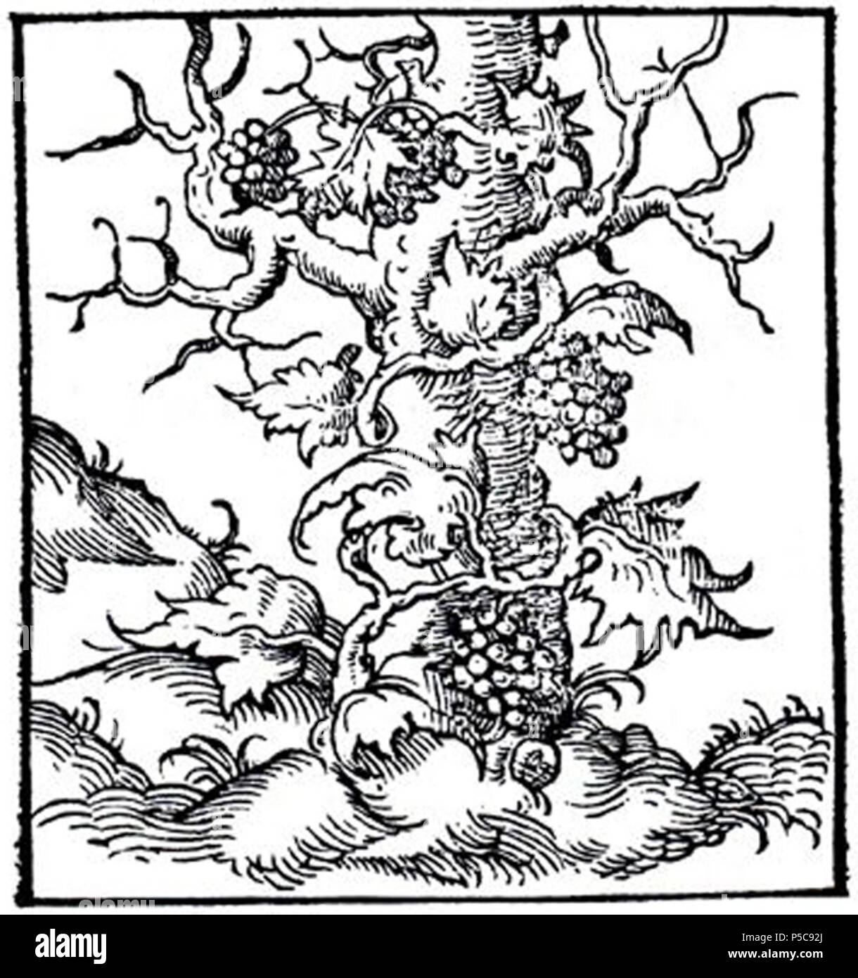 Columelle High Resolution Stock Photography and Images - Alamy