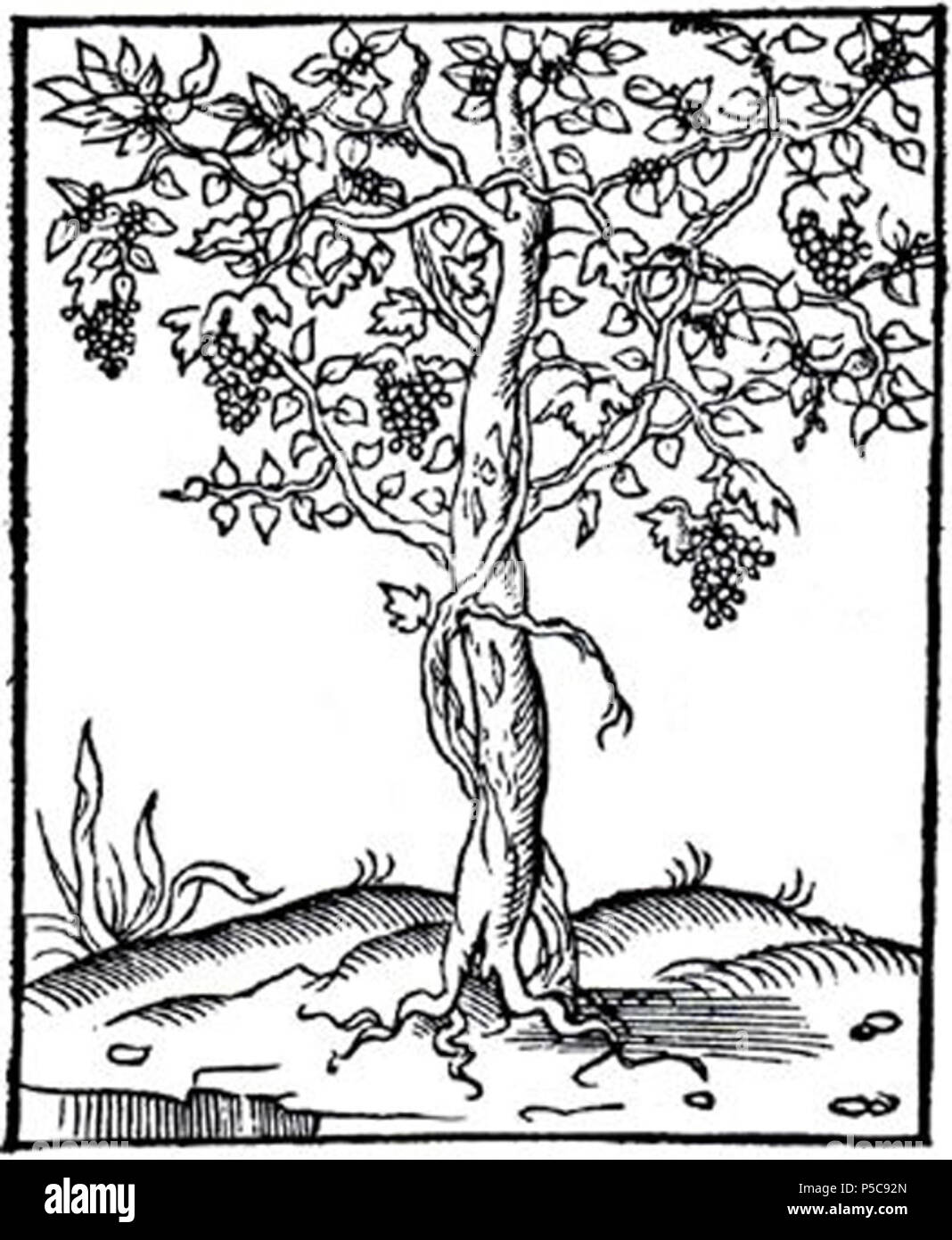 Columelle hi-res stock photography and images - Alamy