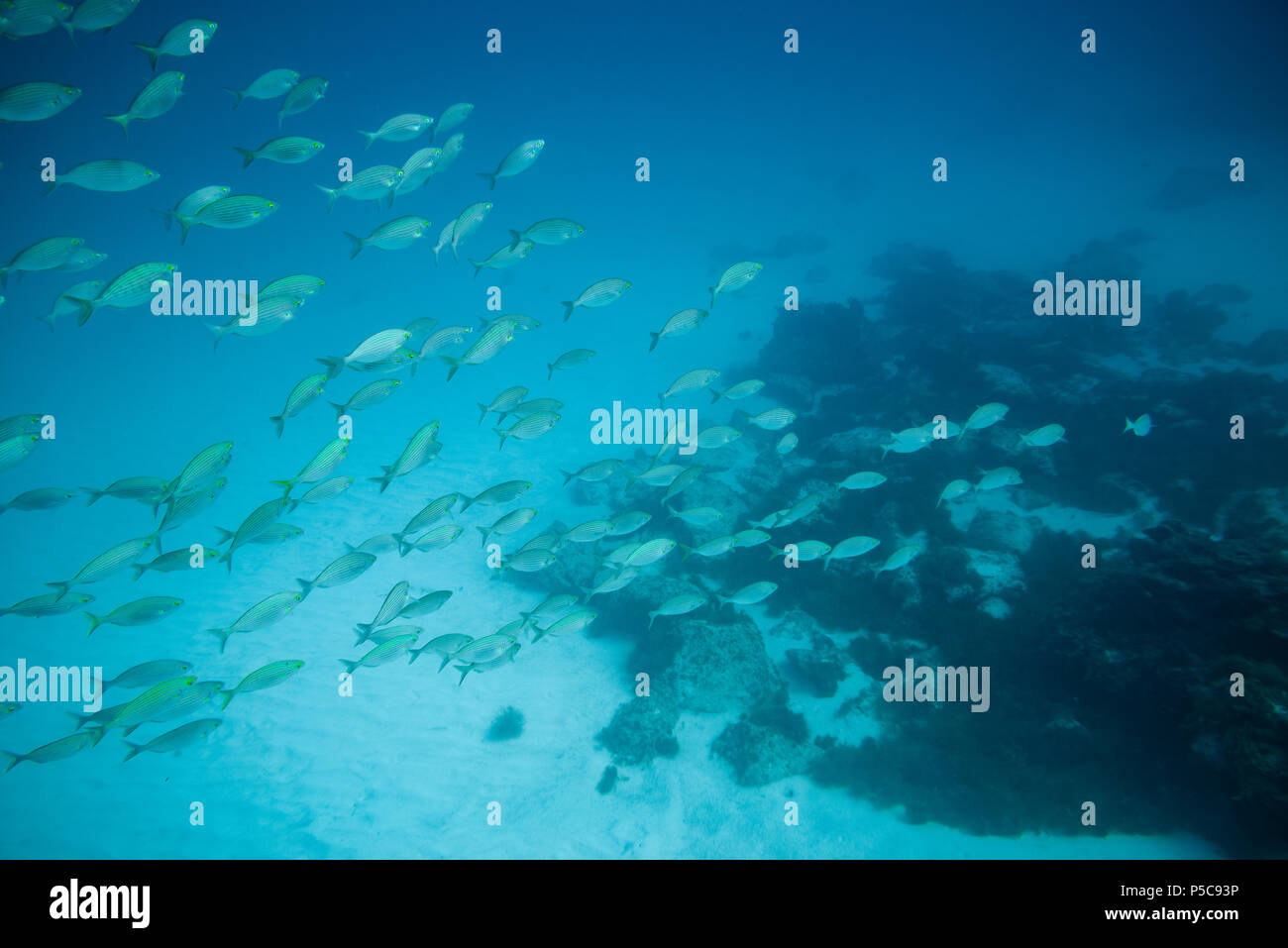 Group underwater hi-res stock photography and images - Alamy