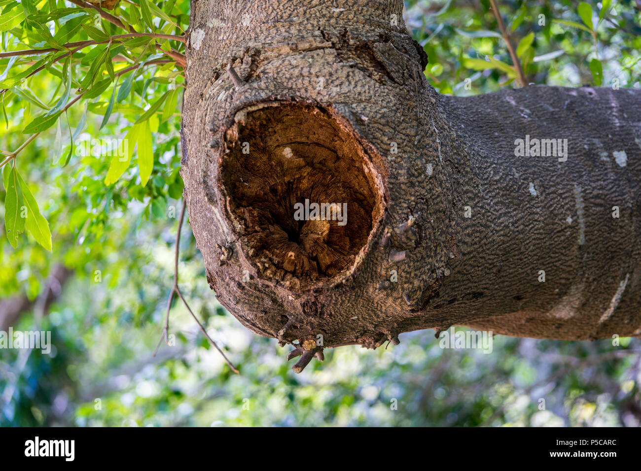 Branch of a tree with a very big hole in it Stock Photo - Alamy