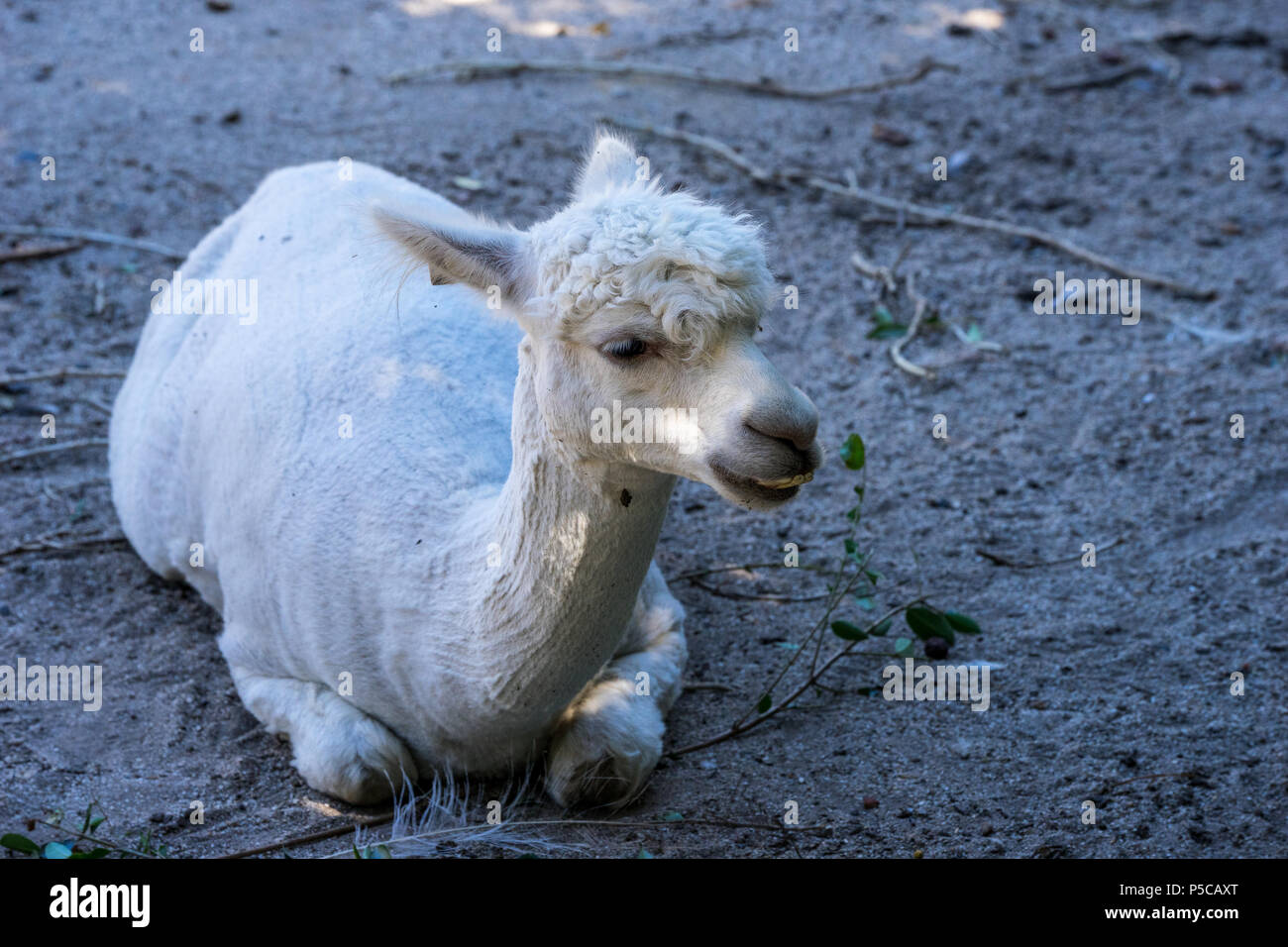white alpaca sitting on the ground in a zoo Stock Photo - Alamy