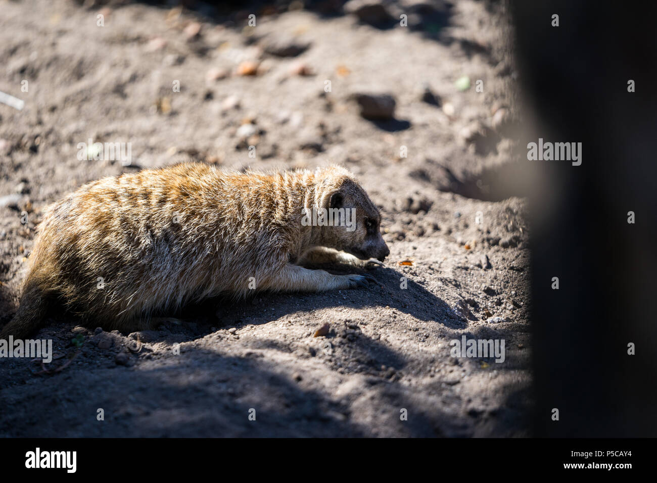 Flying meerkat hi-res stock photography and images - Alamy