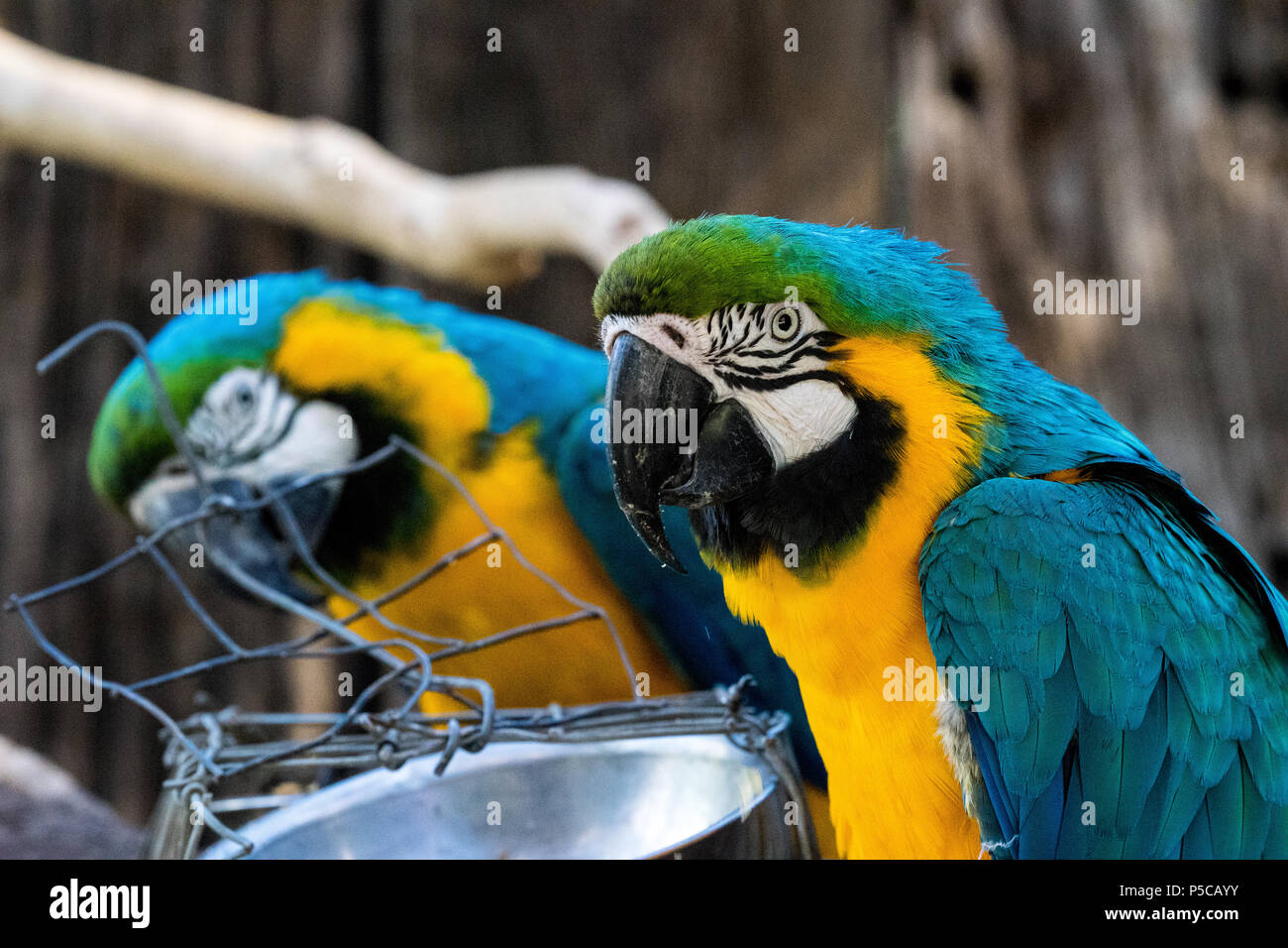 Baby parrots hi-res stock photography and images - Alamy