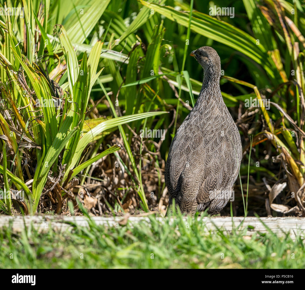 Jungle hen hi-res stock photography and images - Alamy