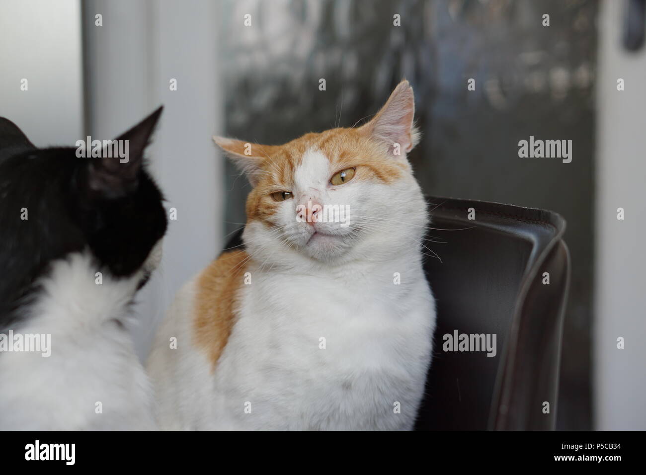 Awkward cat hi-res stock photography and images - Alamy