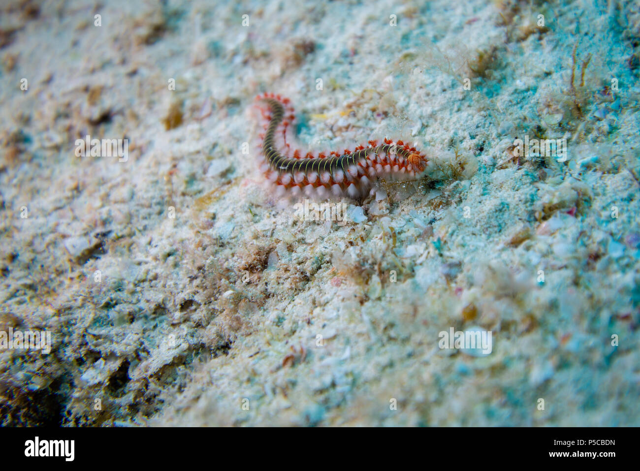 Bearded Fire Worm, fuerteventura Stock Photo - Alamy