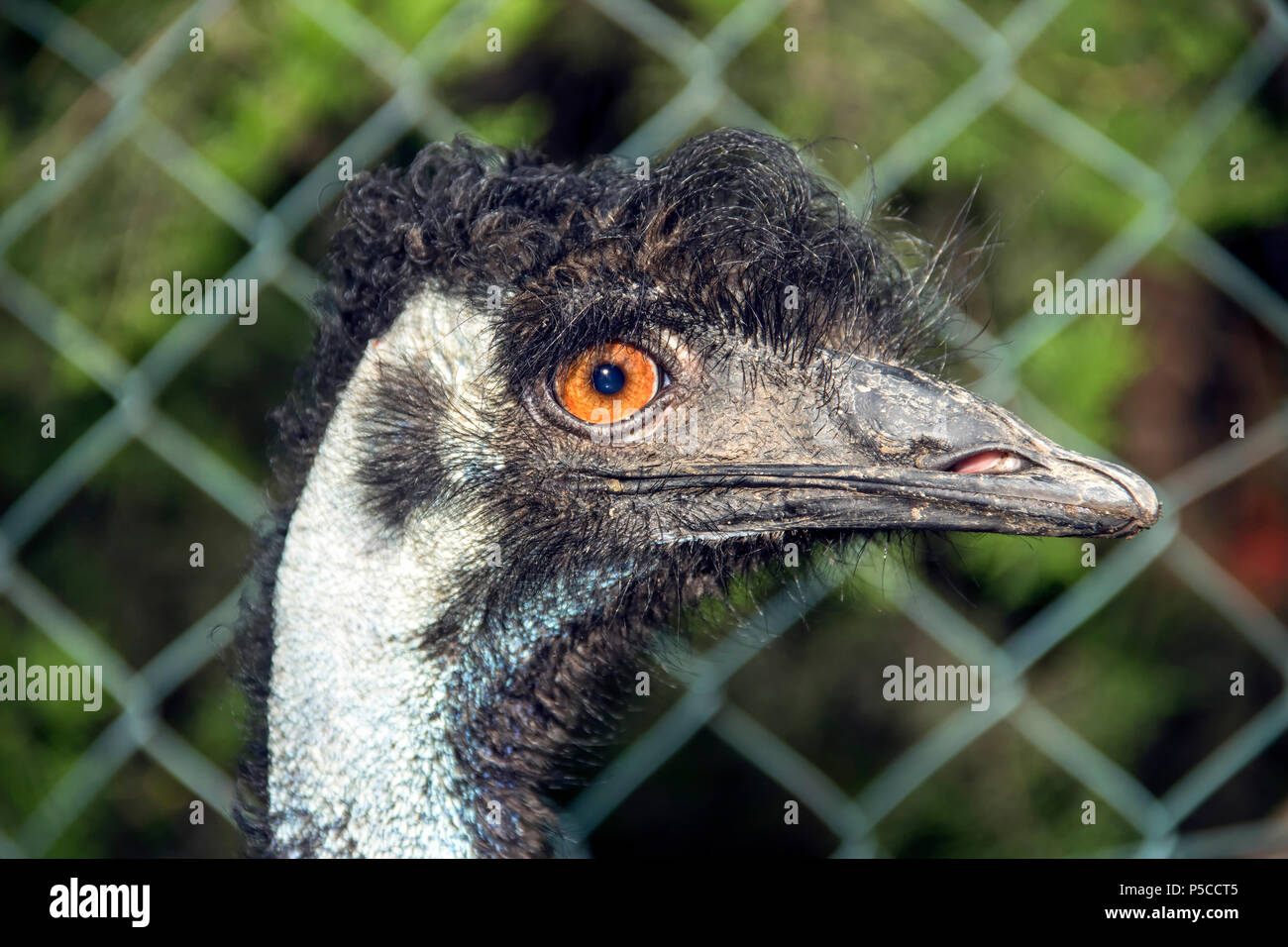 Full face frontal hi-res stock photography and images - Alamy