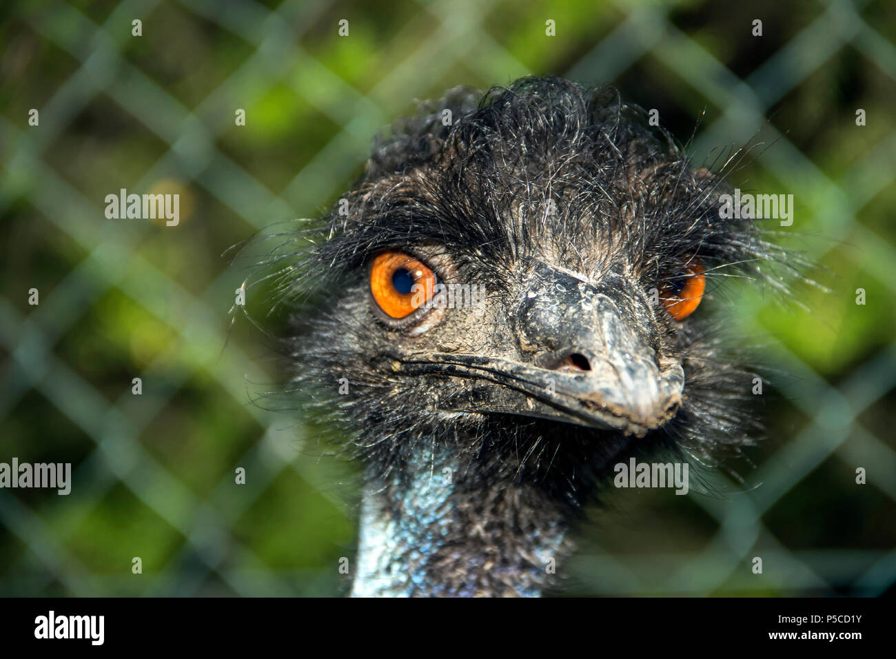 Portrait Of An Emu (Dromaius Novaehollandiae Stock Photo - Alamy