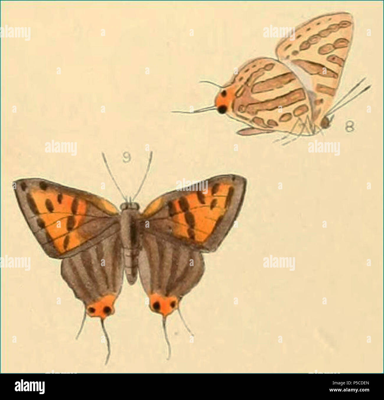 Cigaritis hi-res stock photography and images - Alamy