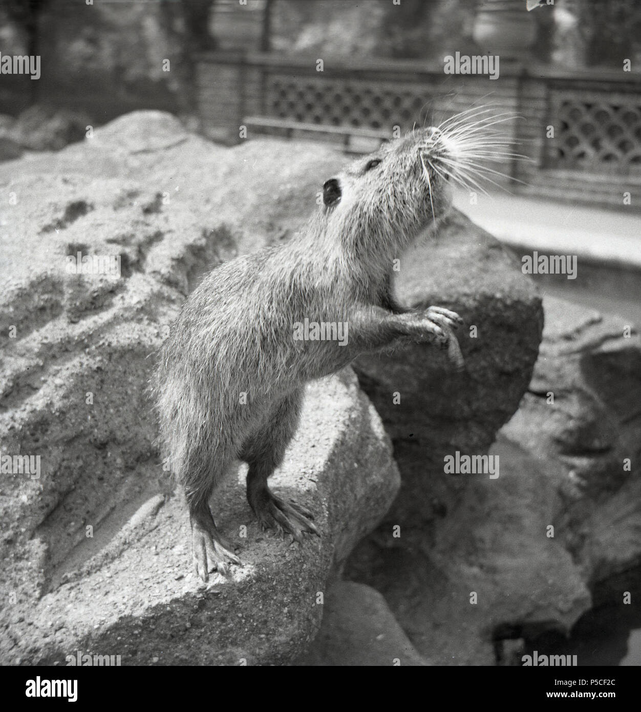 Black nutria hi-res stock photography and images - Alamy