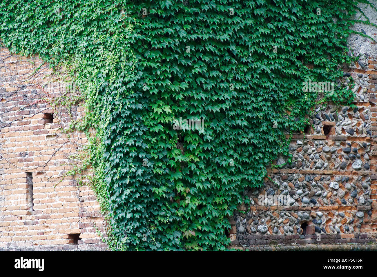 Evergreen ivy growing on brick wall of old house Stock Photo - Alamy