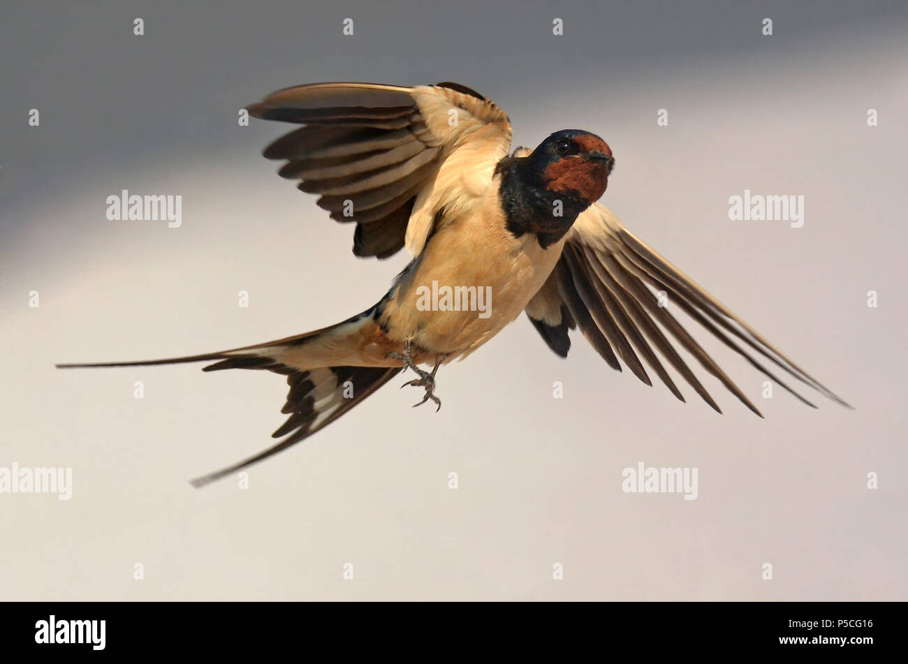 Wing bird speed fast hi-res stock photography and images - Alamy