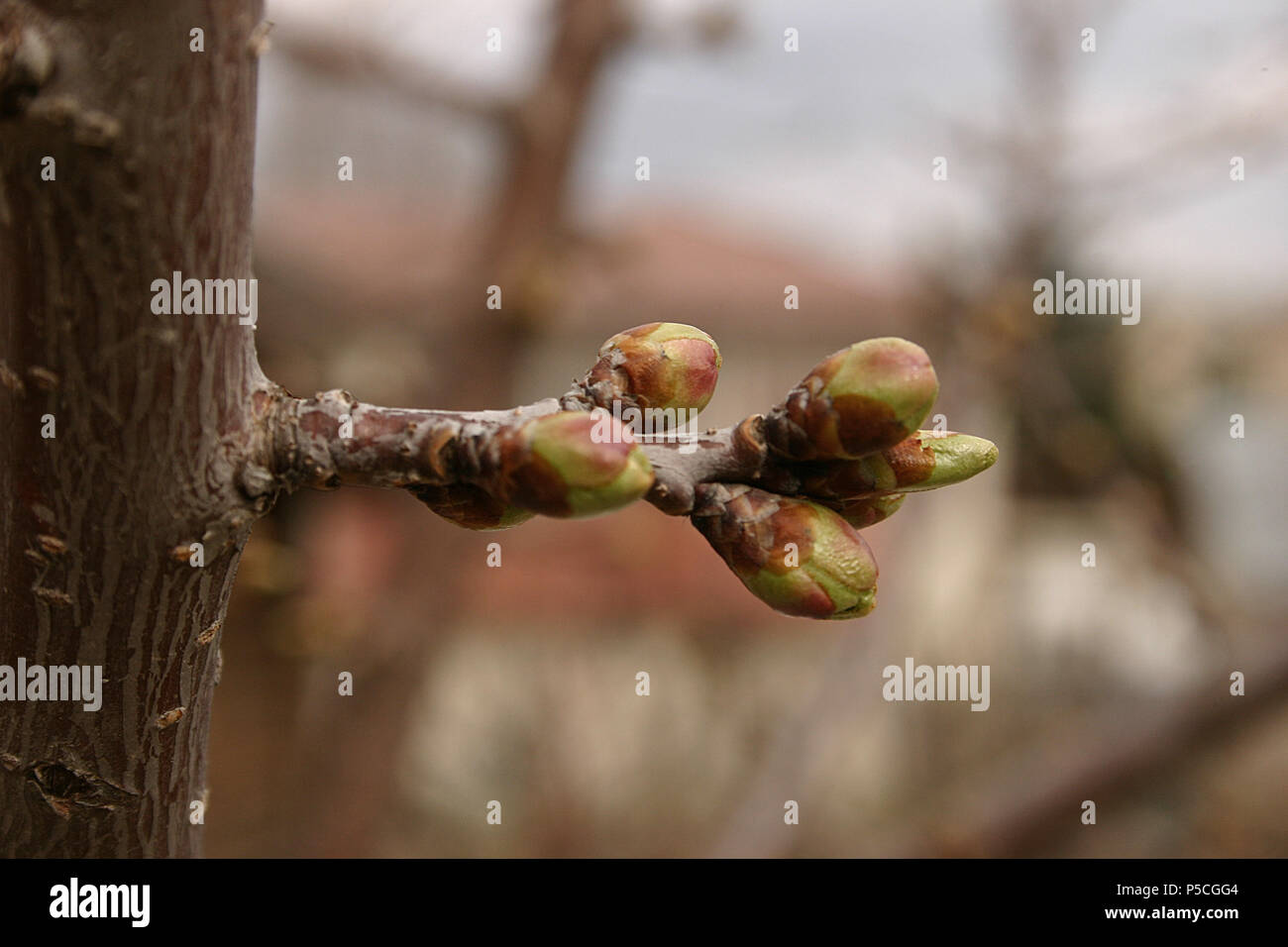 Buds on fruit trees orchard hi-res stock photography and images - Alamy