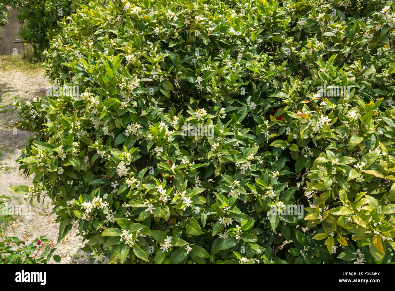 Orange tree citrus sinensis hi-res stock photography and images - Alamy