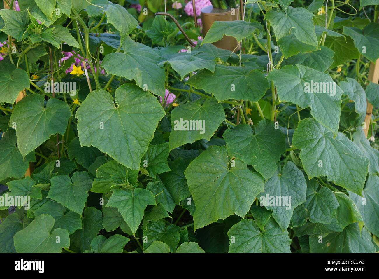 Cucumber growing in the garden Stock Photo - Alamy