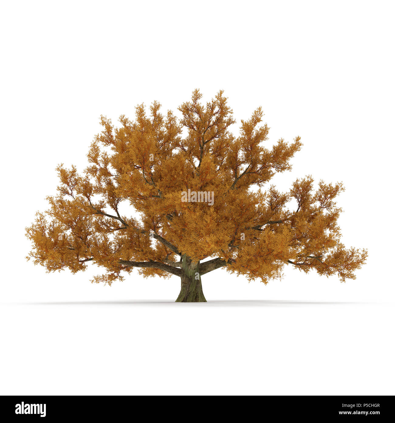 Old Red Oak Tree Autumn on white. 3D illustration Stock Photo - Alamy