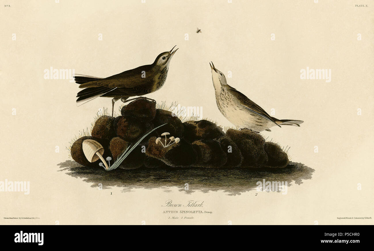 The american titlark hi-res stock photography and images - Alamy
