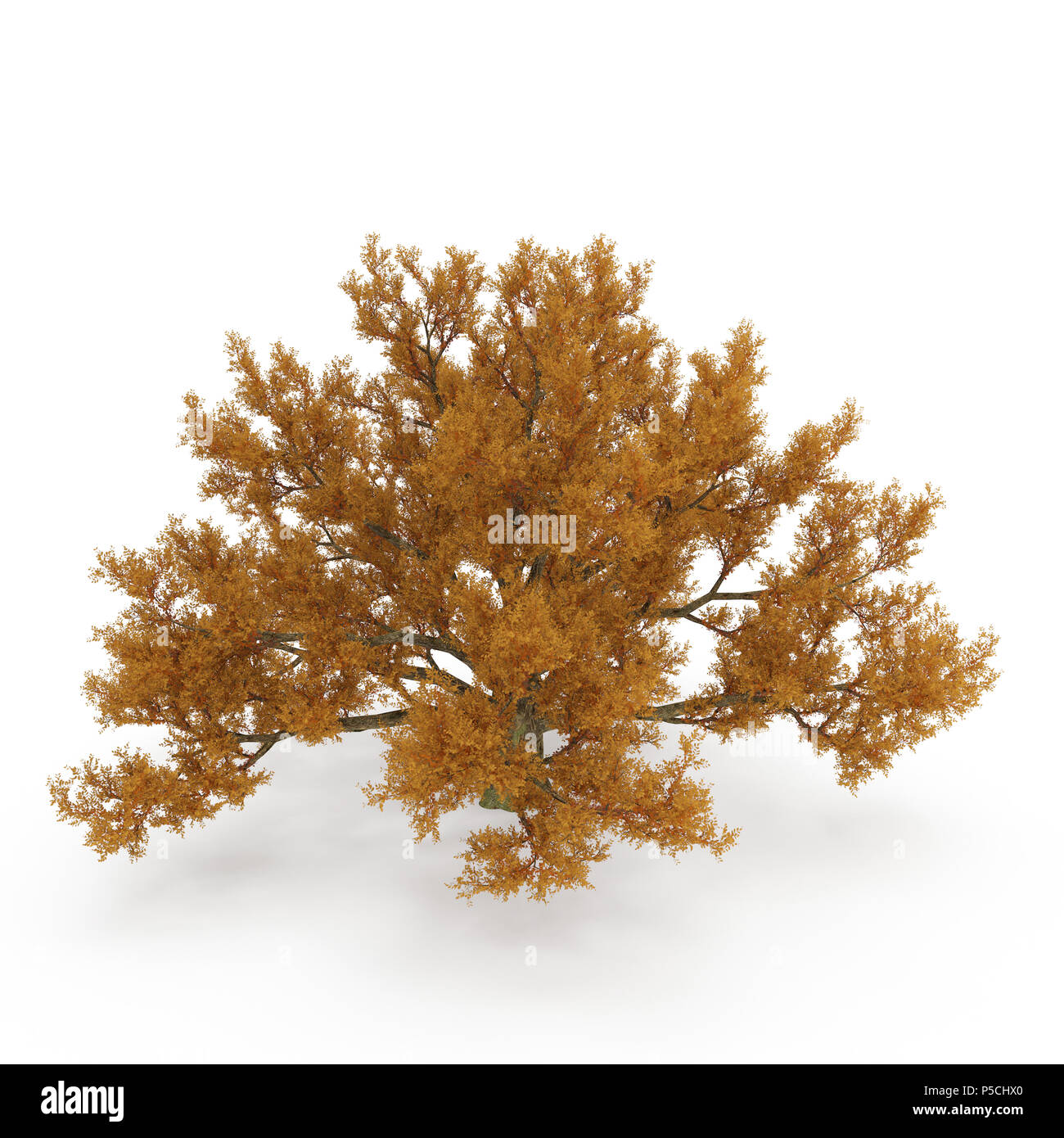 Big leaf maple illustration Cut Out Stock Images & Pictures - Alamy