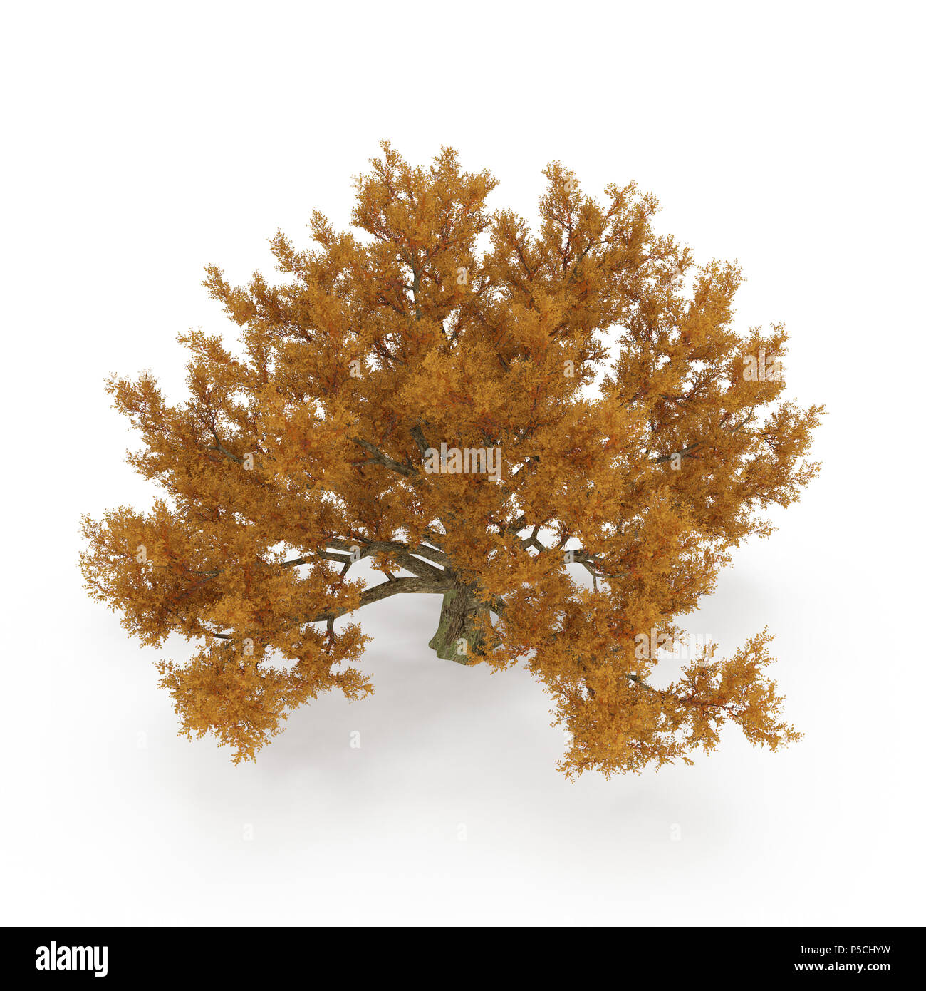 Old Red Oak Tree Autumn on white. 3D illustration Stock Photo - Alamy