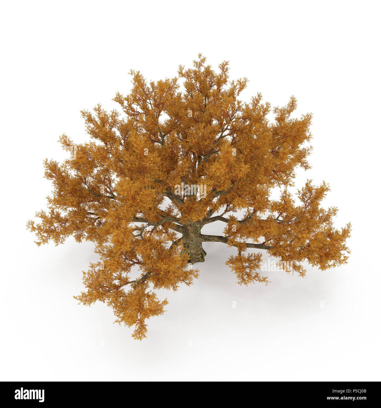 Old Red Oak Tree Autumn on white. 3D illustration Stock Photo - Alamy