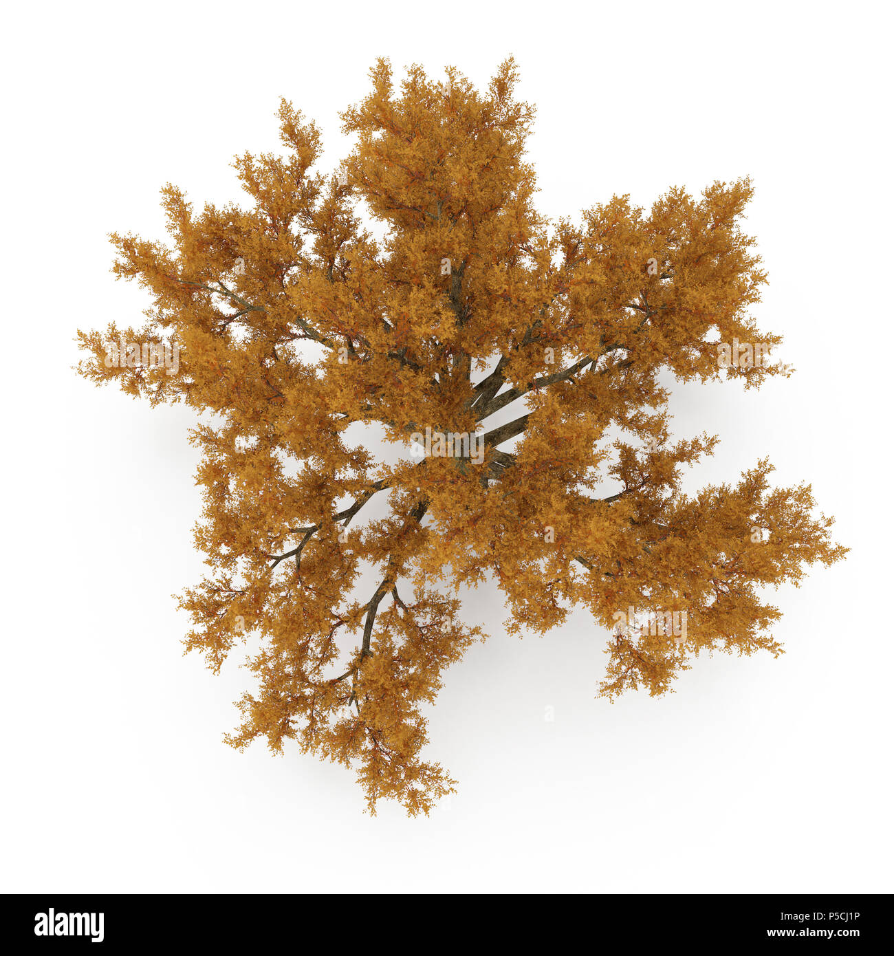 Old Red Oak Tree Autumn on white. 3D illustration Stock Photo - Alamy