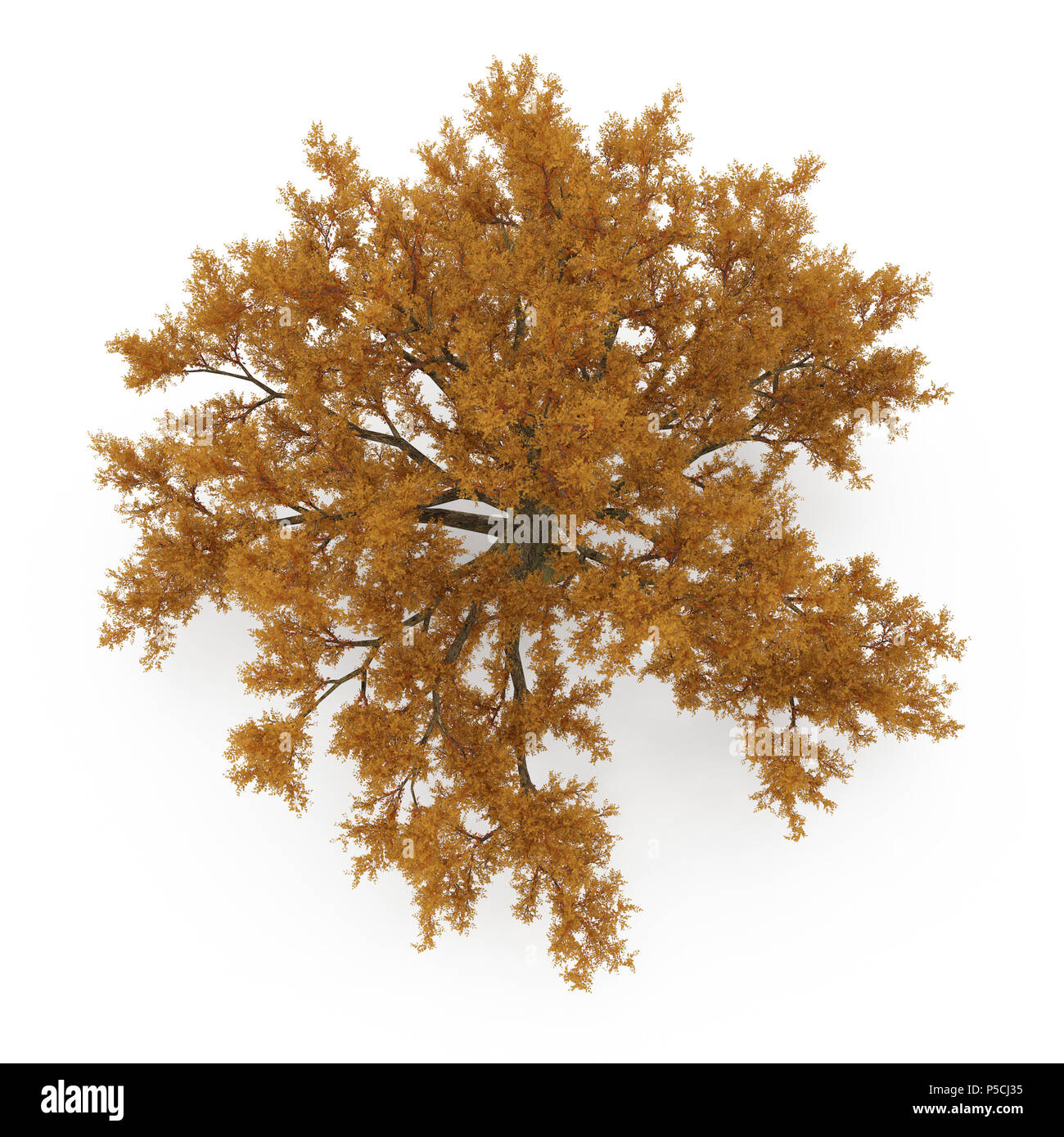 Old Red Oak Tree Autumn on white. 3D illustration Stock Photo - Alamy