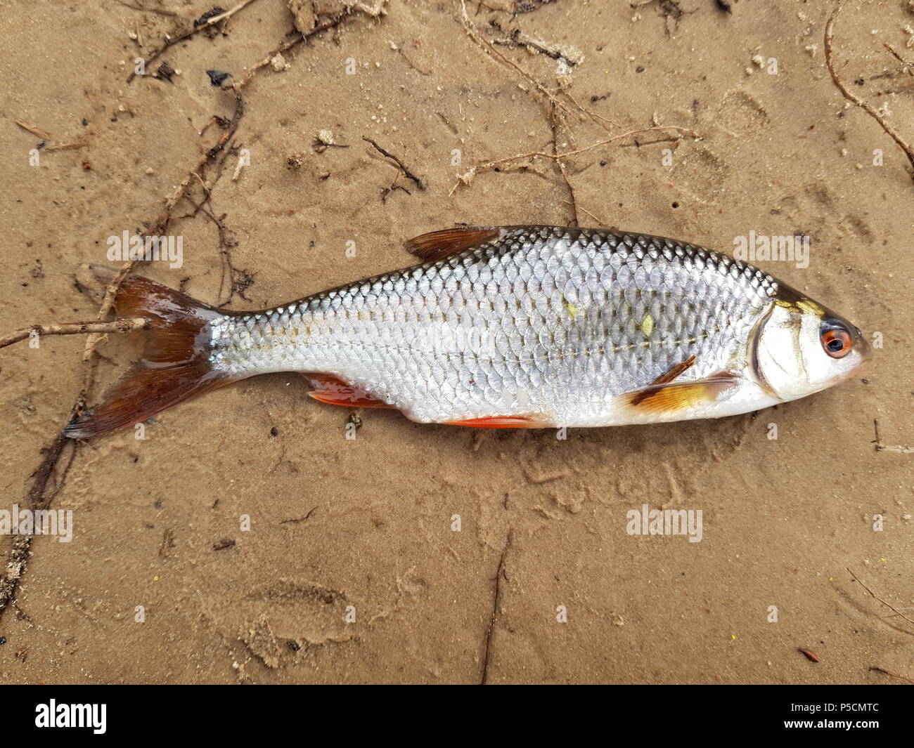 Roach fish bream freshwater fish hi-res stock photography and images ...