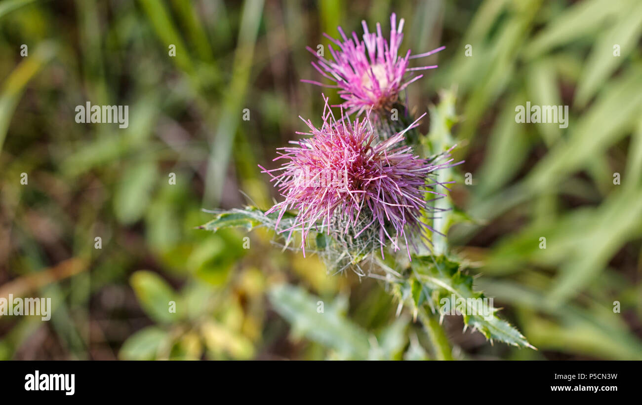 Pink flowering thistle also known as Common Thistle or Virginia Thistle ...