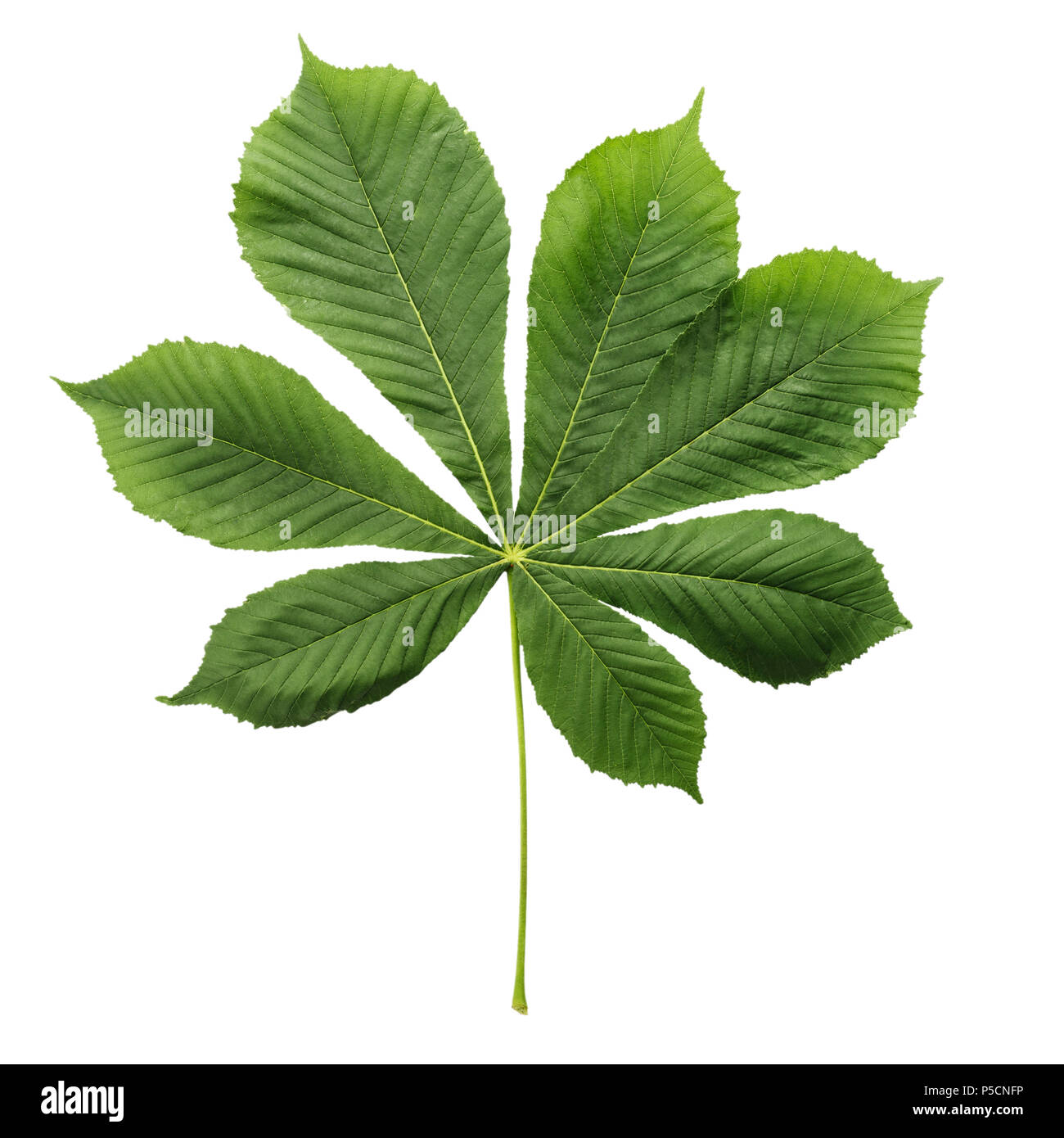 leaves of chestnut isolated on white background. clipping path Stock ...