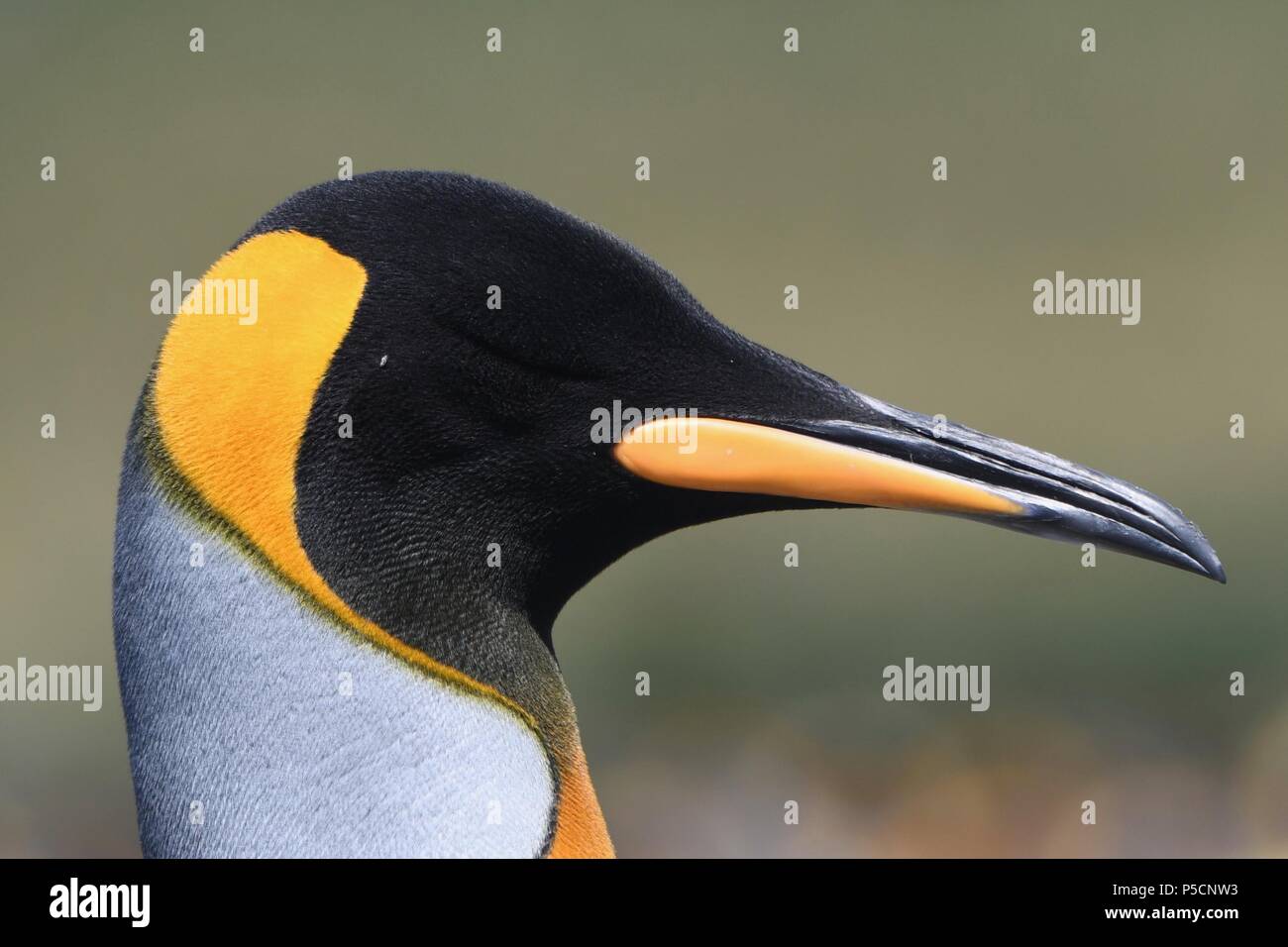 Closeup penguin beak hi-res stock photography and images - Alamy