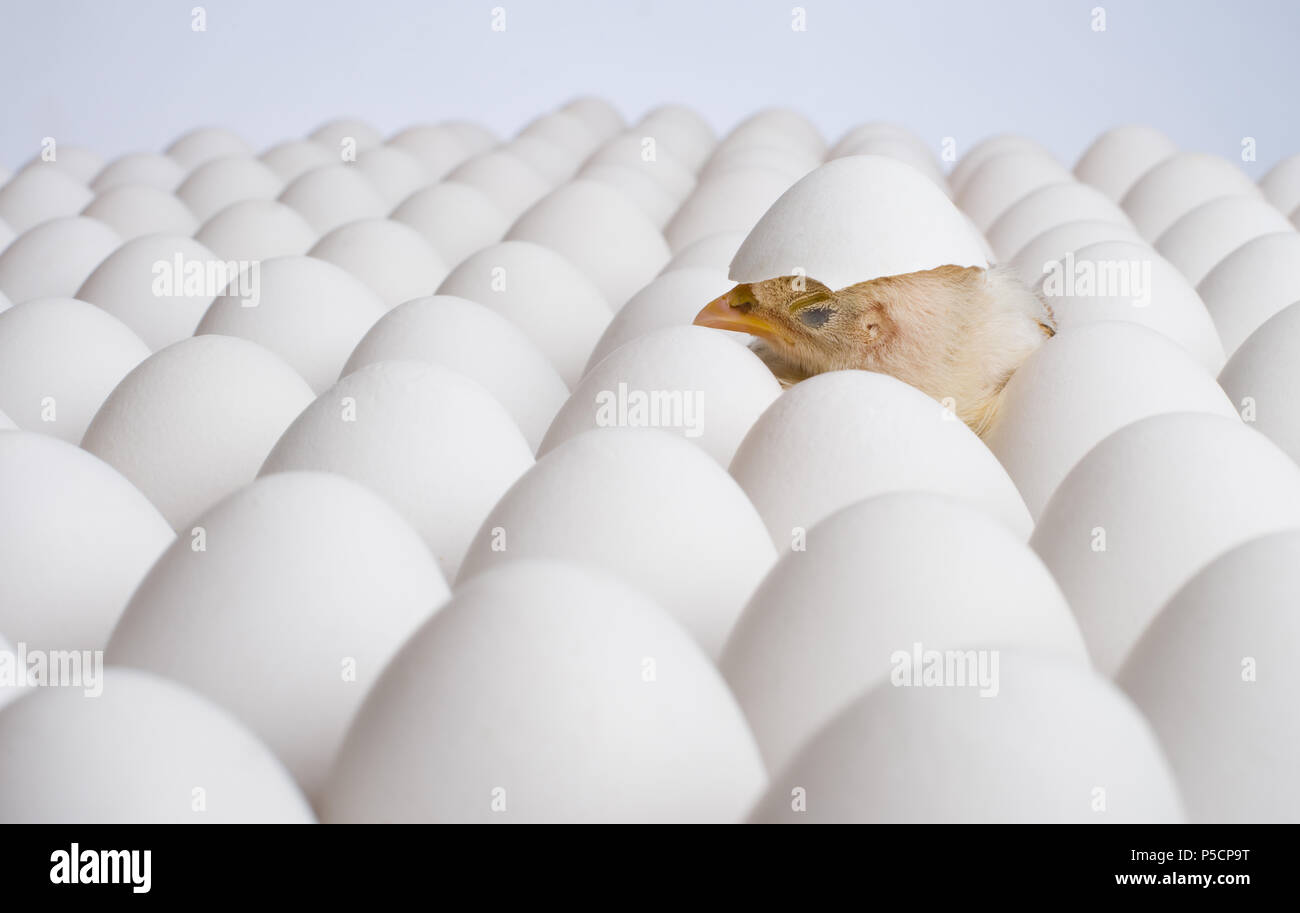 one yellow chicken nestling on many hen's-eggs sleep, horizontal photo ...