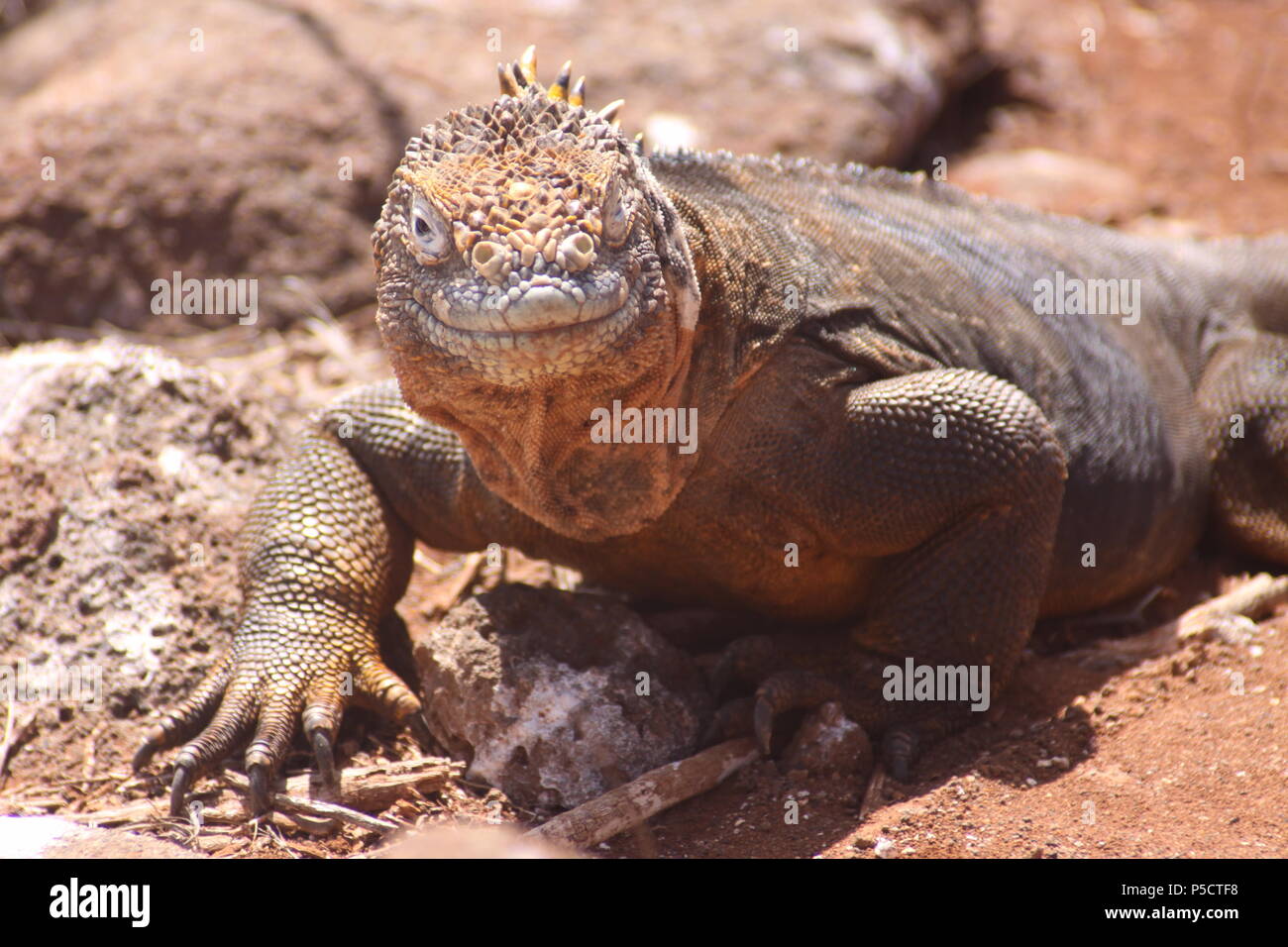 Galapagos Land Iguana looking at the camera Stock Photo - Alamy