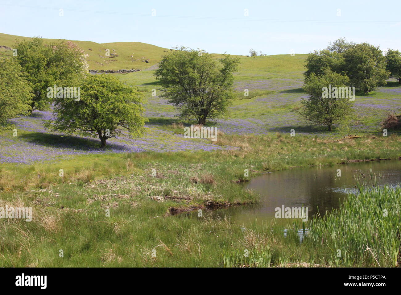 Bluebell carpet hi-res stock photography and images - Alamy