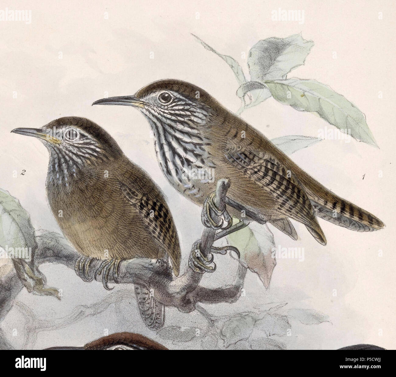 N/A. English: « Thryophilus thoracicus » = Cantorchilus thoracicus ...