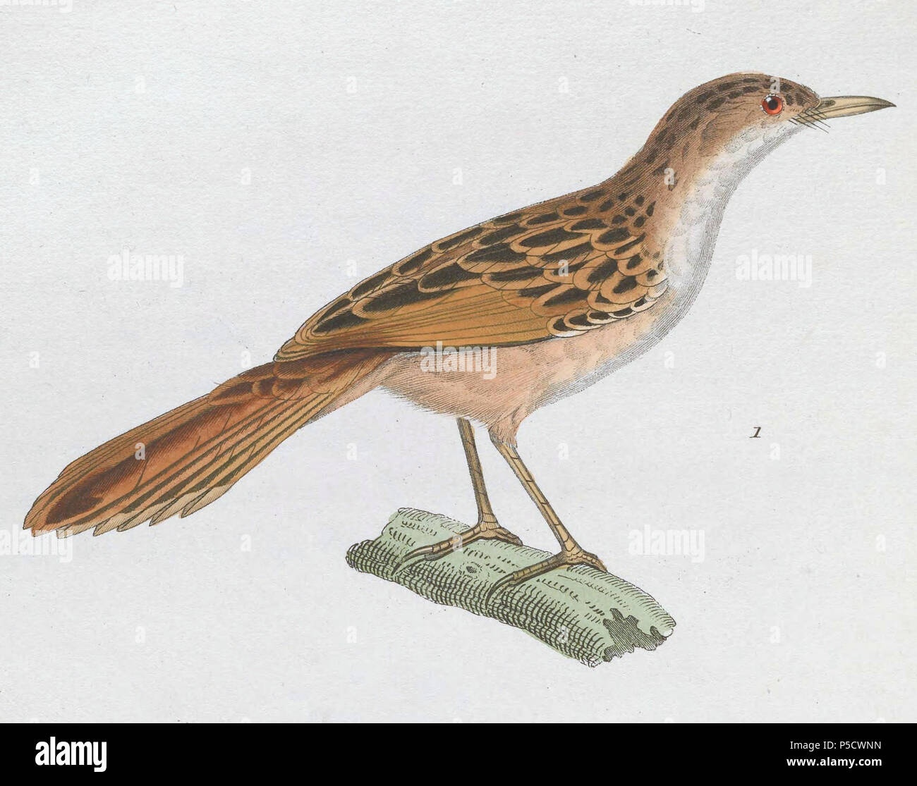 Nicolas huet hi-res stock photography and images - Alamy