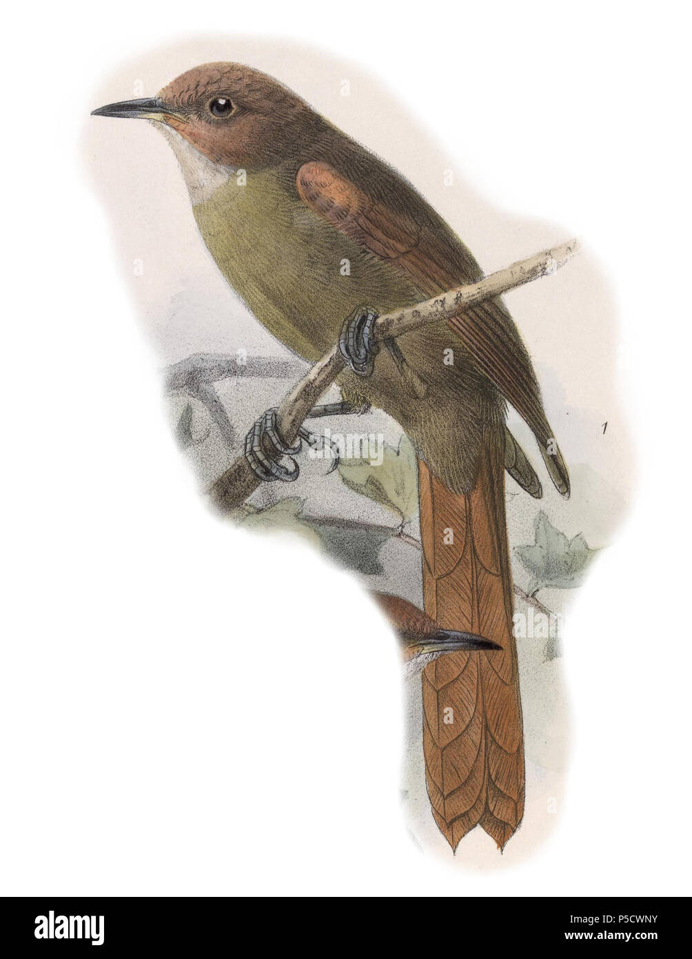 Red faced spinetail hi-res stock photography and images - Alamy