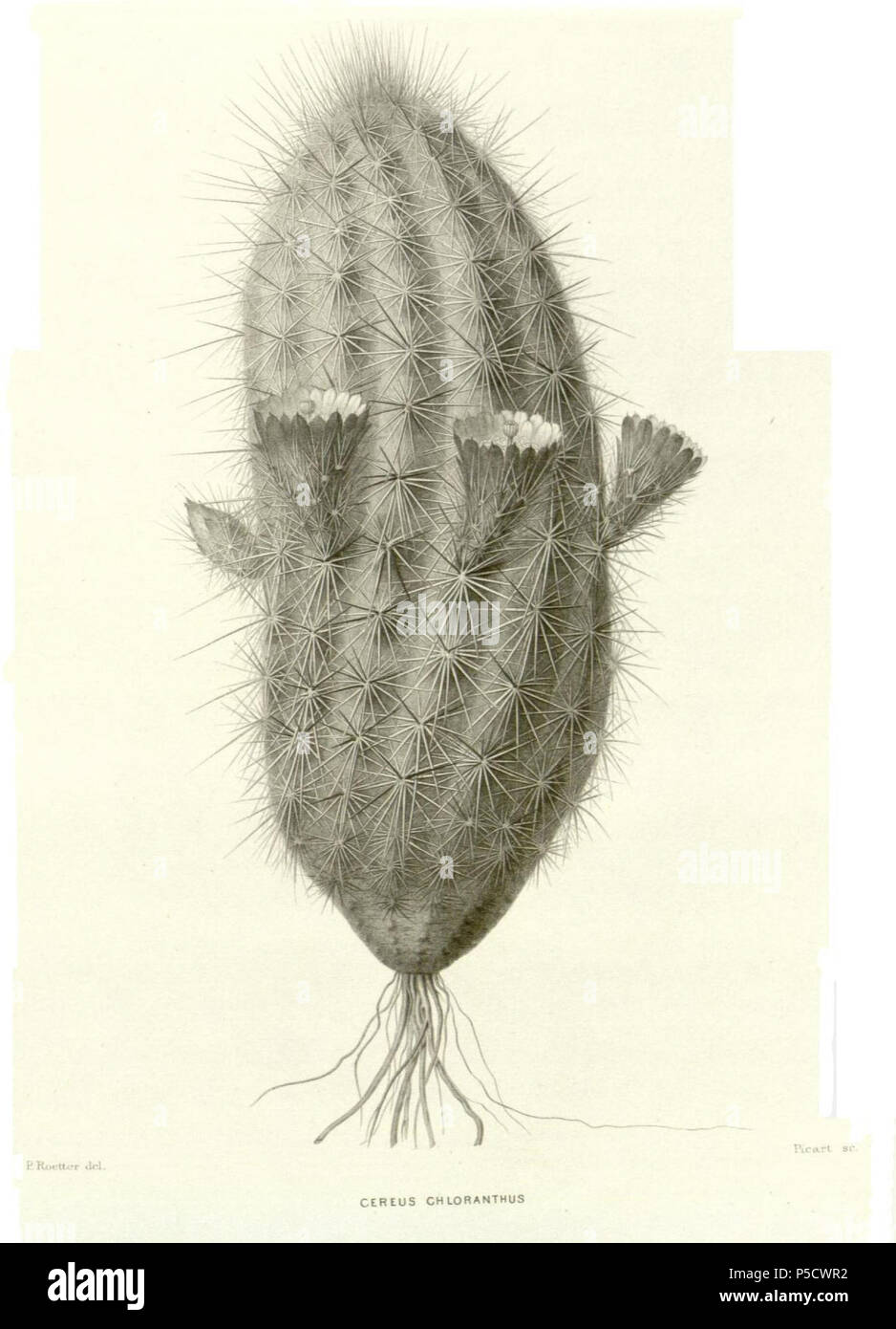 N/A. English: Pencil drawing of Cereus chloranthus = Echinocereus ...