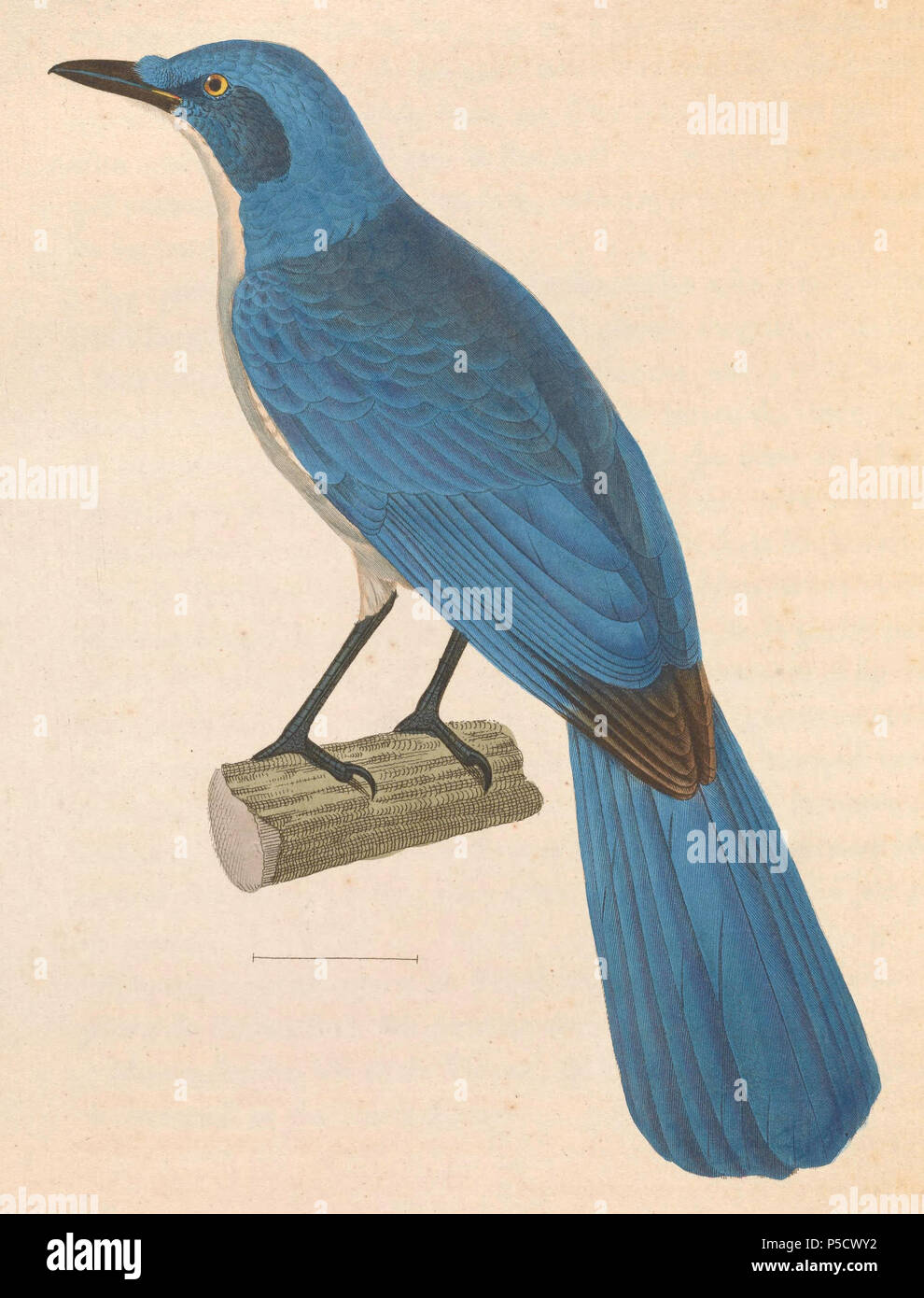 Nicolas huet hi-res stock photography and images - Alamy