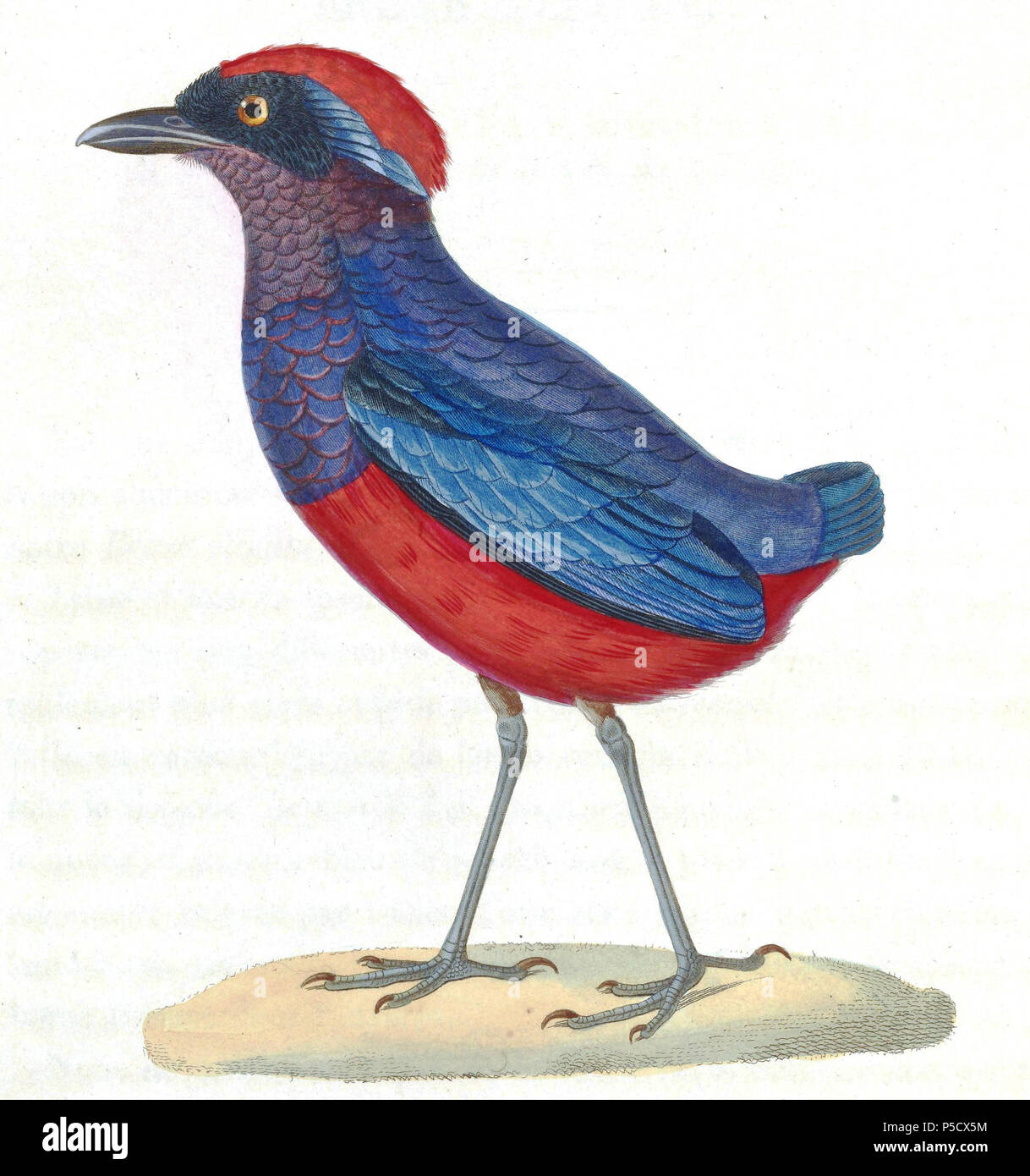 N/A. English: « Pitta granatina » = Erythropitta granatina (Garnet ...