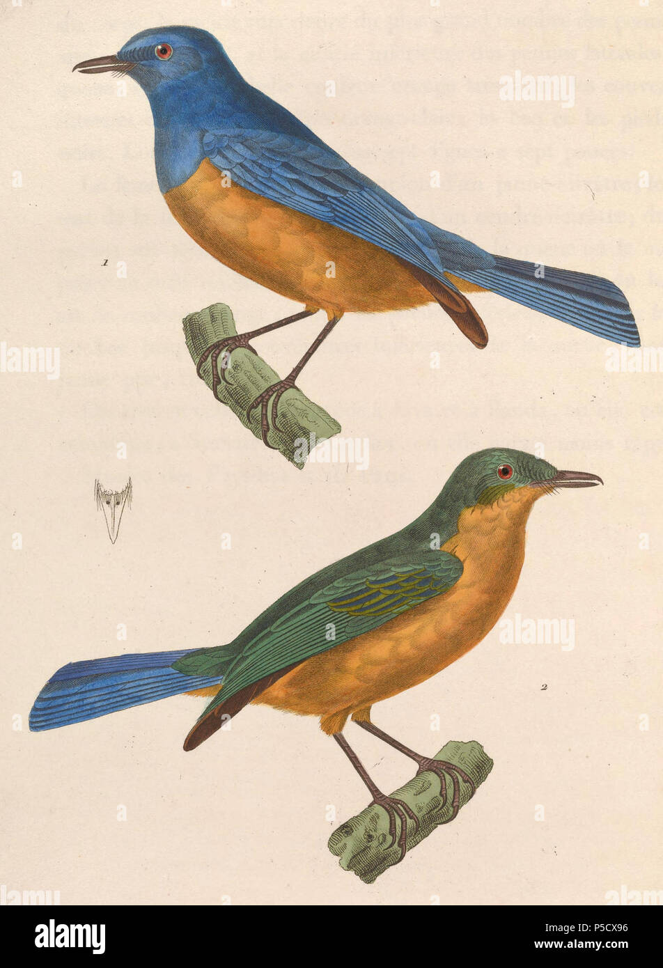 Nicolas huet hi-res stock photography and images - Alamy