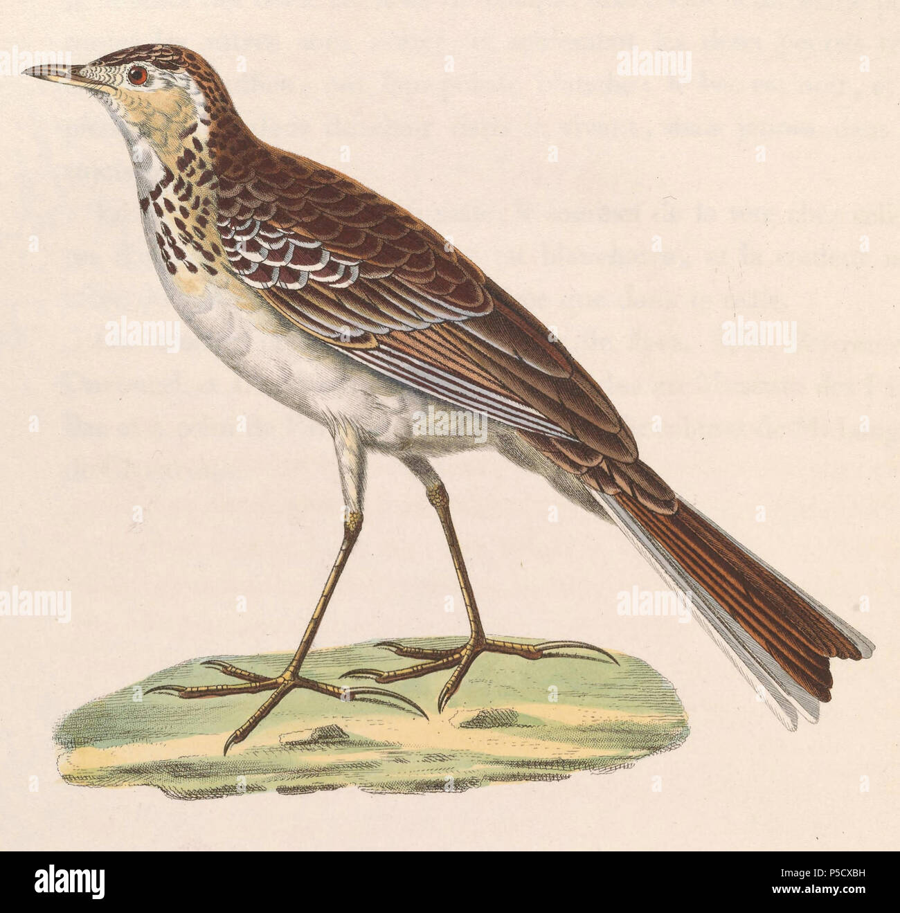 Richard pipit hi-res stock photography and images - Alamy