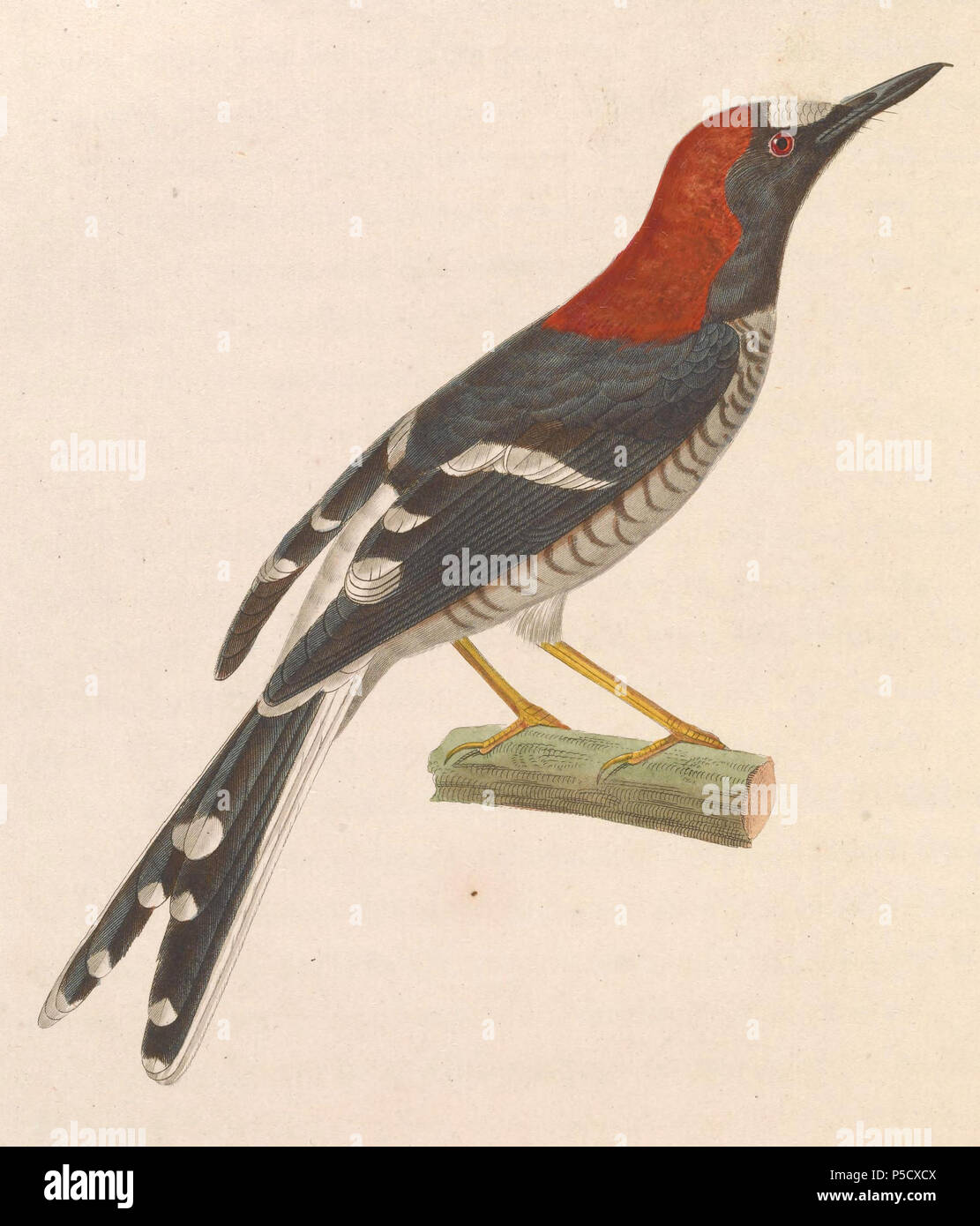 Chestnut naped forktail hi-res stock photography and images - Alamy