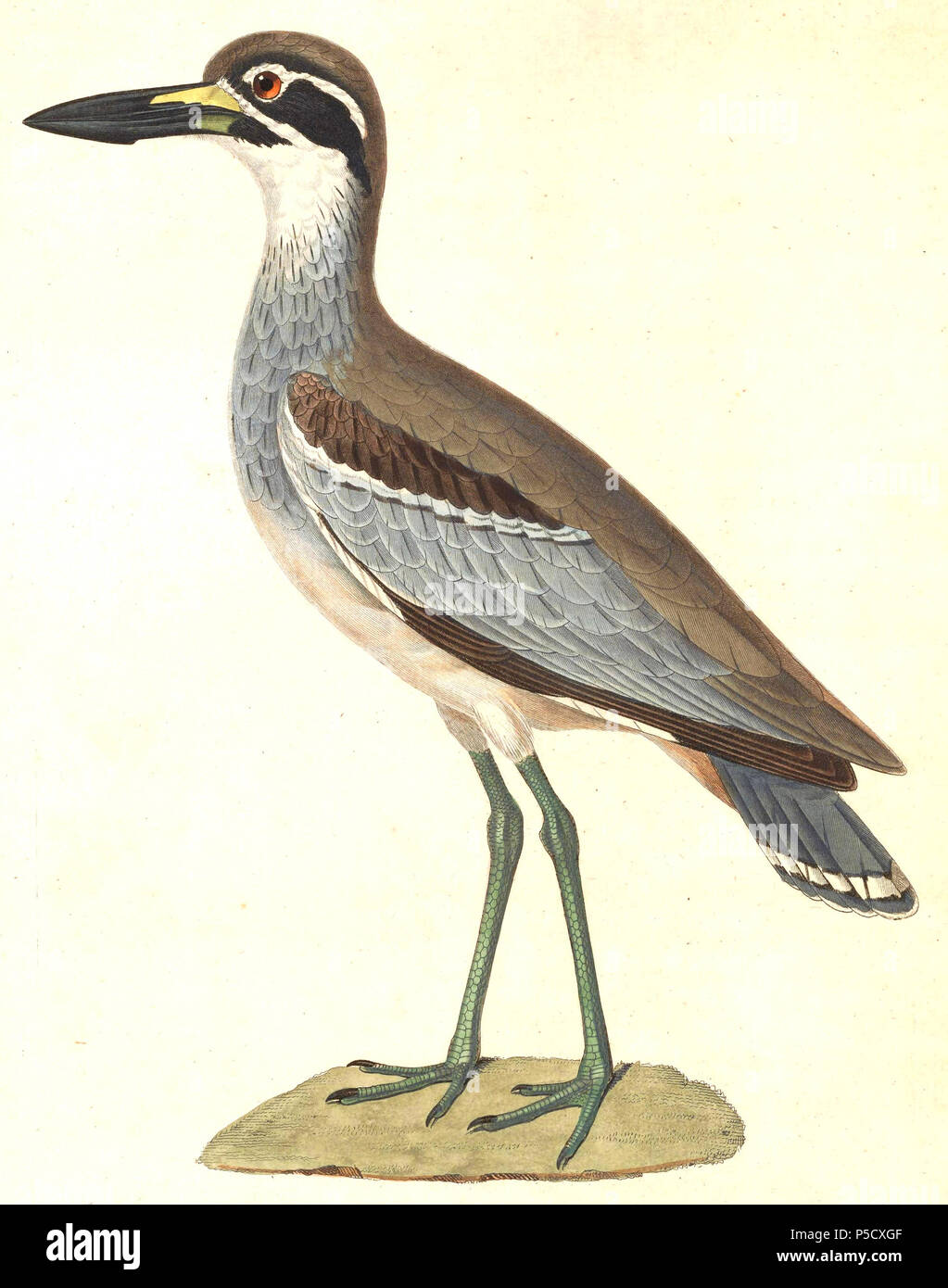 Nicolas huet hi-res stock photography and images - Alamy